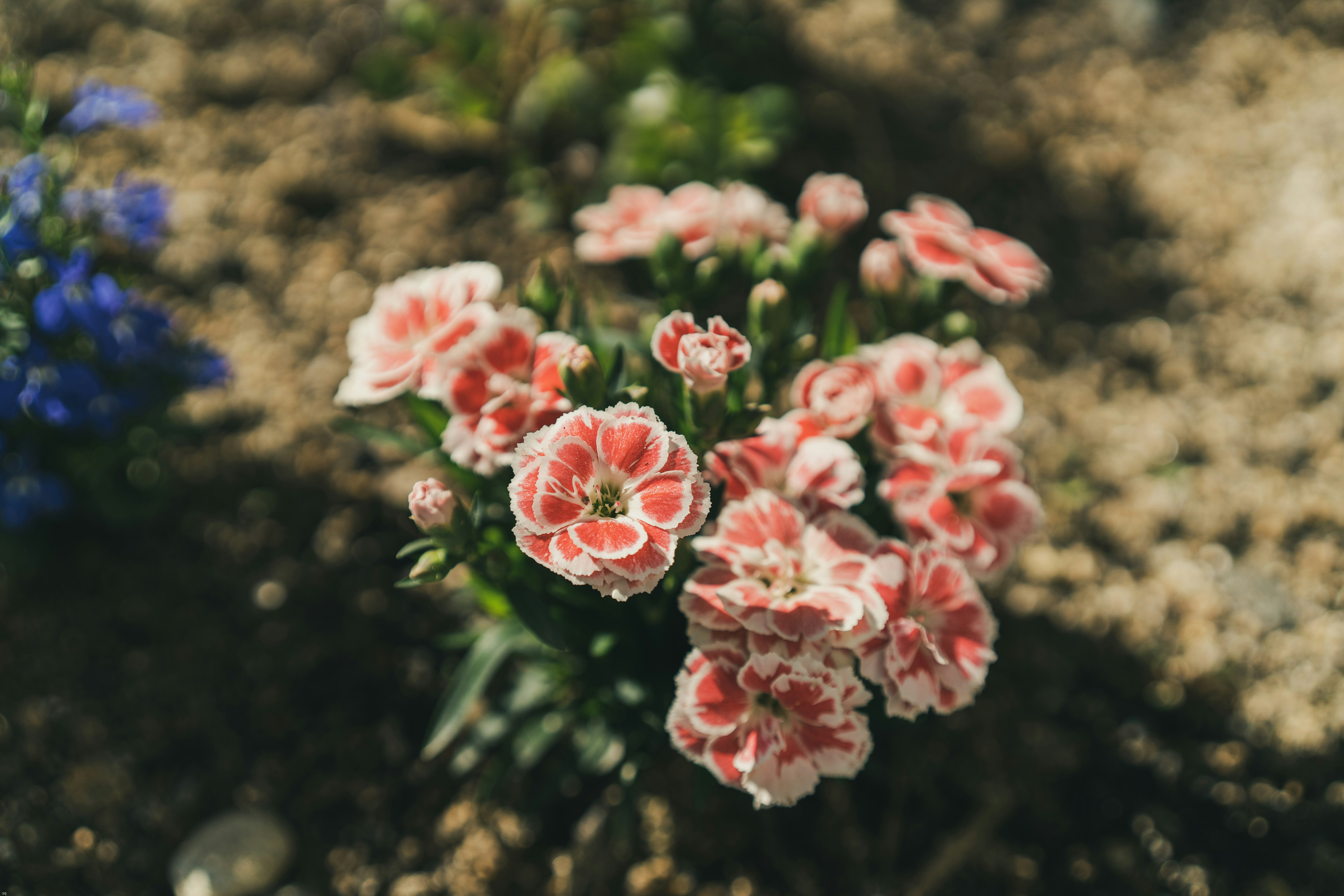 Cluster of pink and white flowers amidst earthy soil, showcasing the beauty of nature in a garden setting.