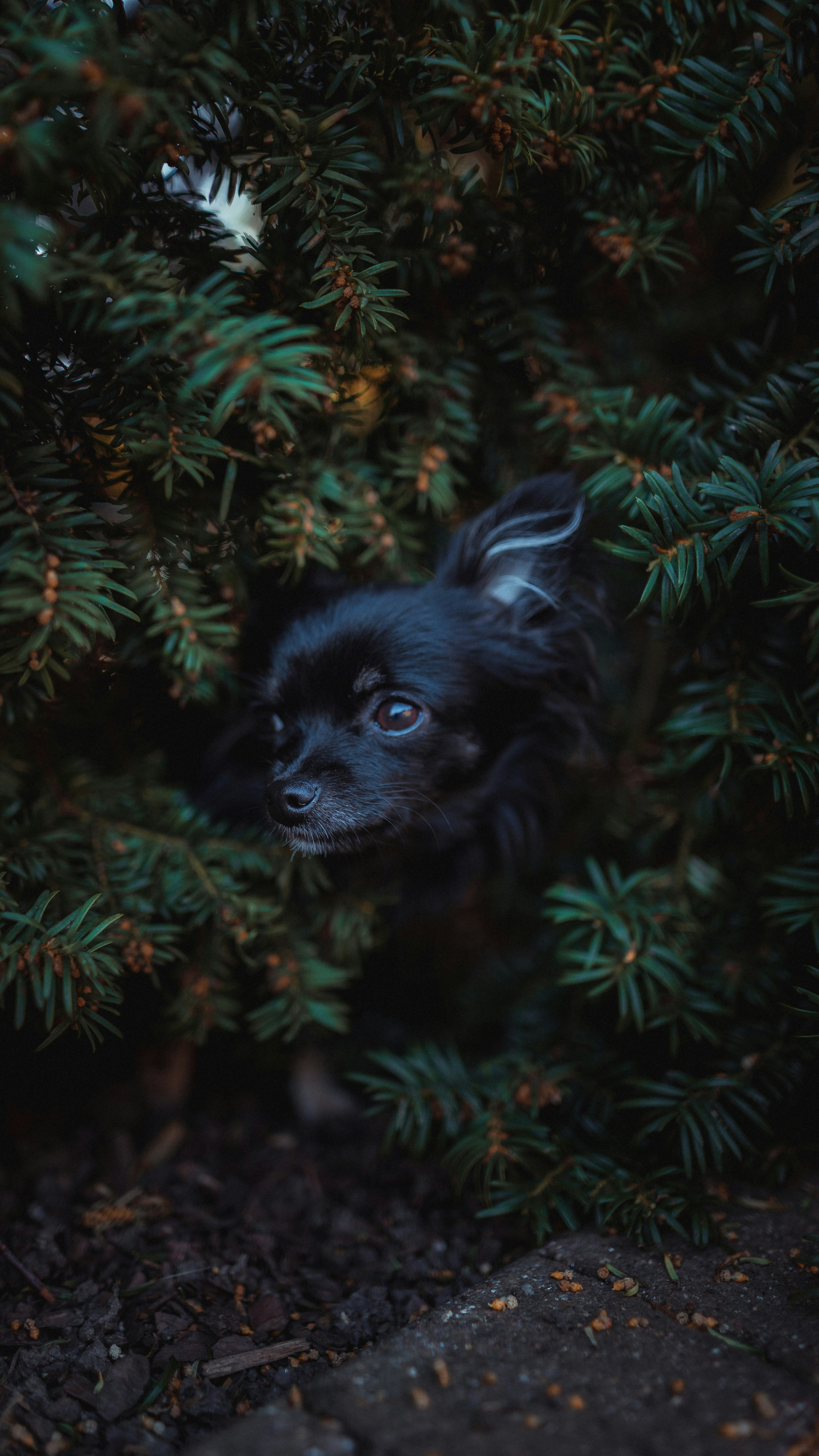 My doggo