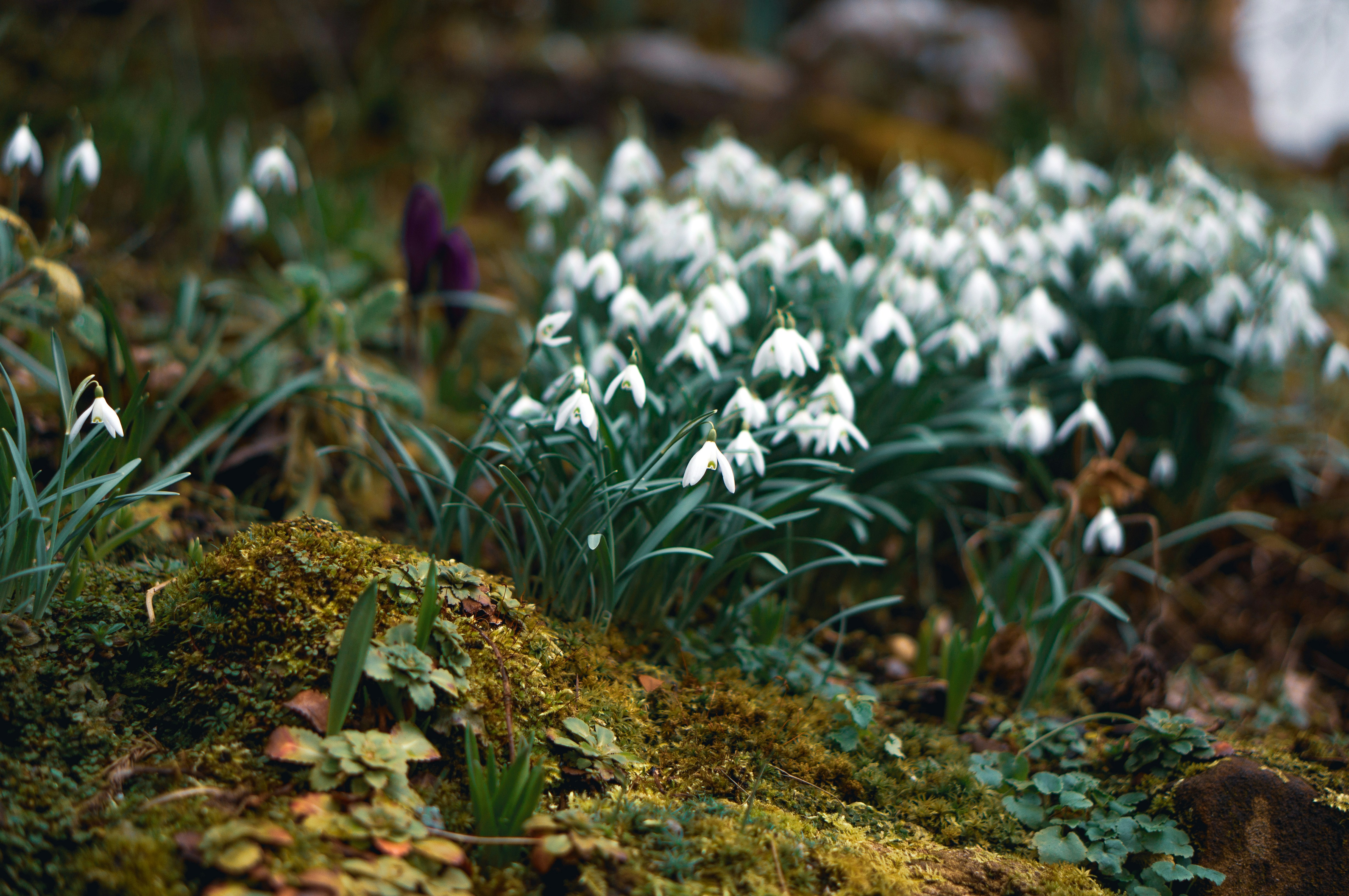 Delicate snowdrops bloom amidst lush greenery, signaling the arrival of spring's gentle embrace.