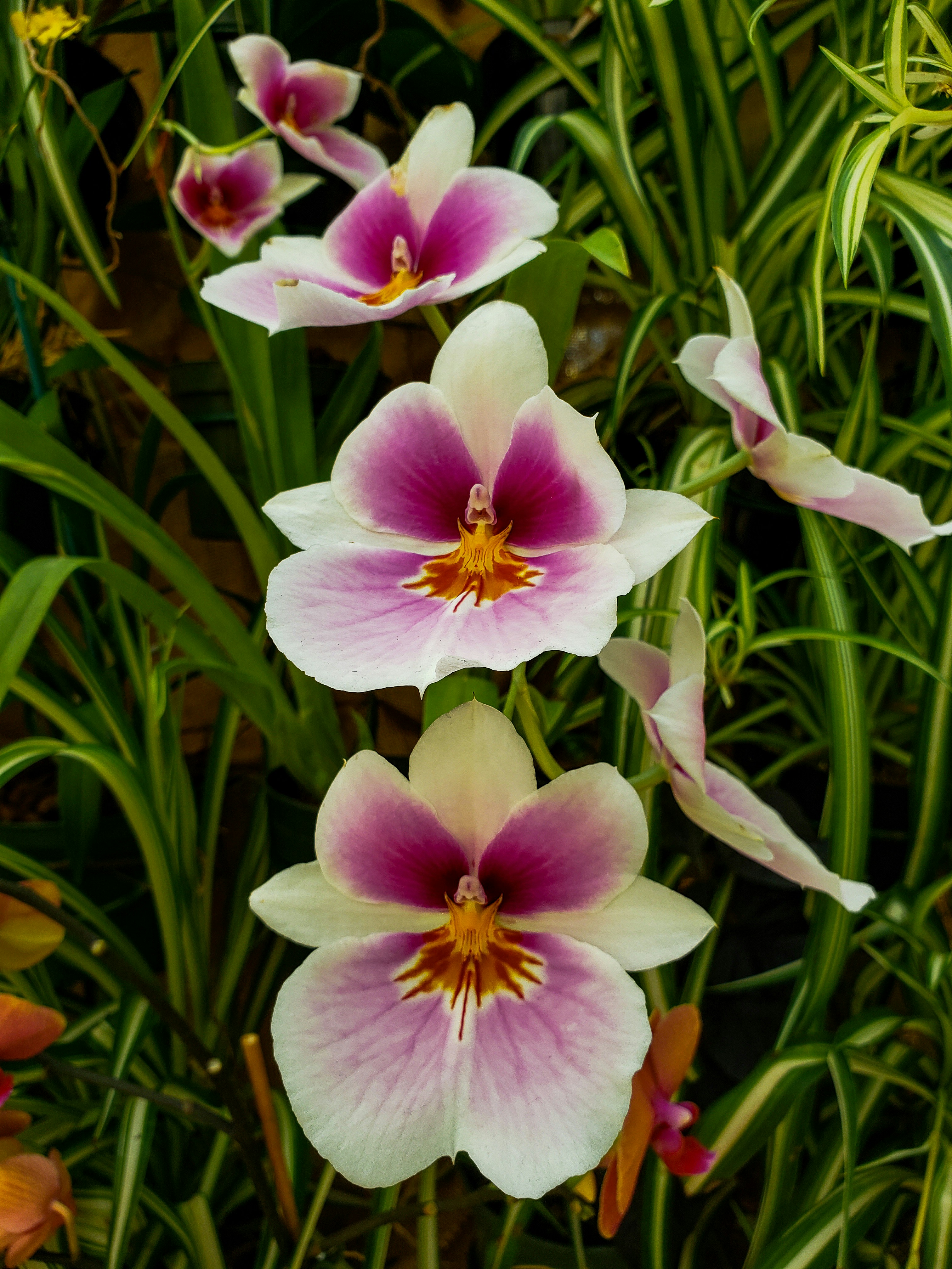 Pink-White Orchids in a Sea of Green