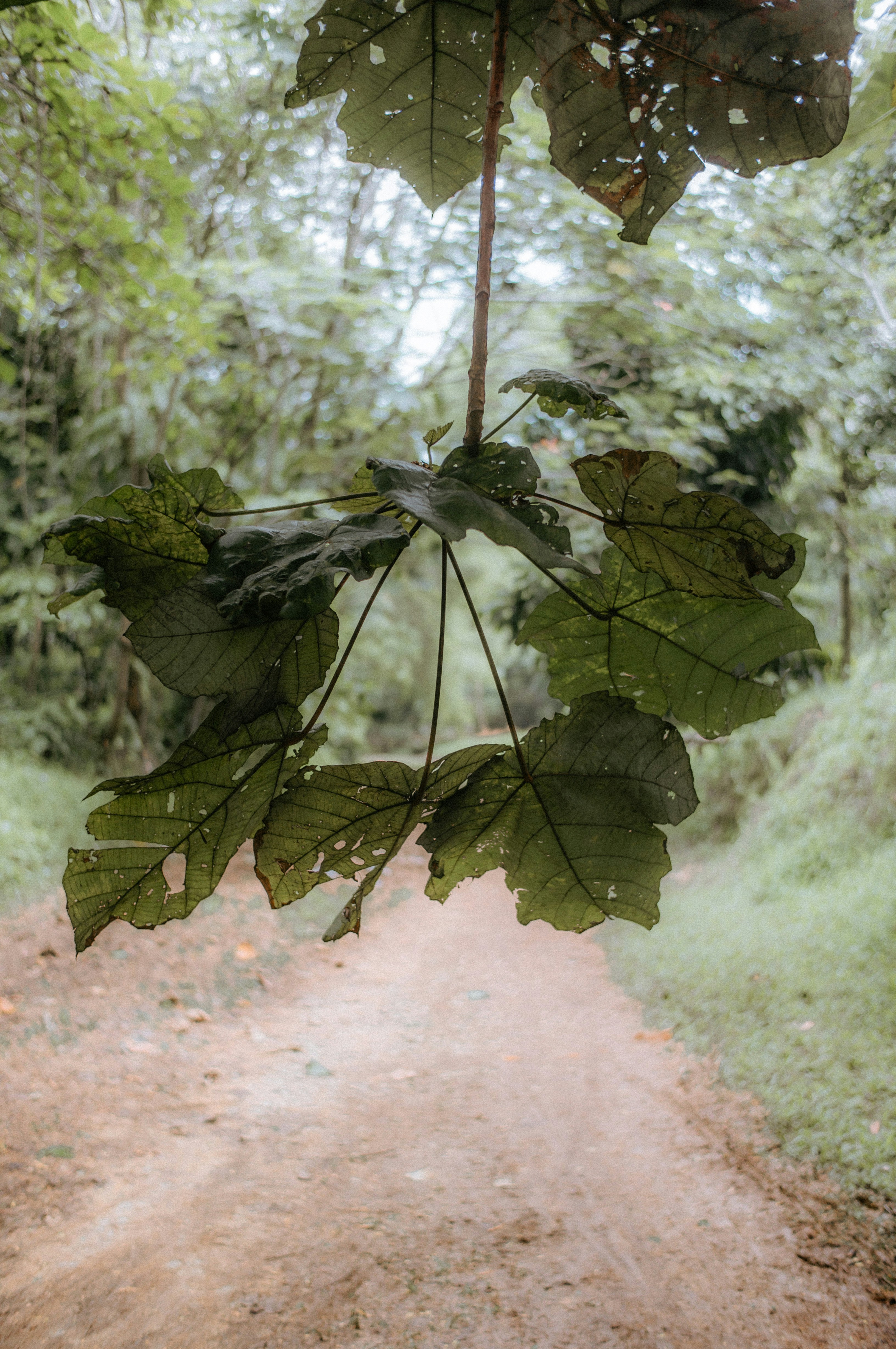 Overhanging Leaves: A Quiet Path Framed by Green Canopy