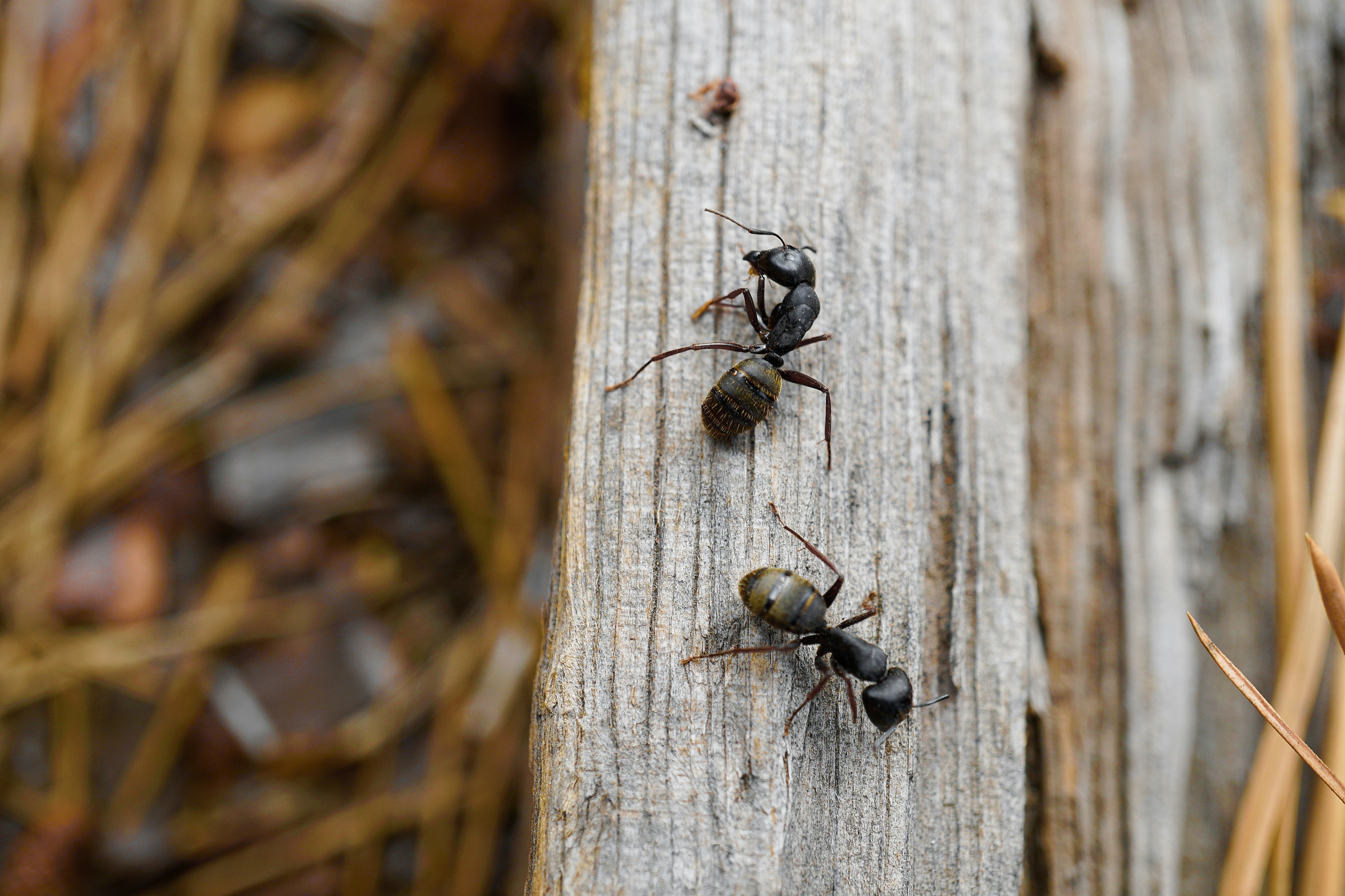 Two Ant Scouts Climbing a Weathered Wood Post