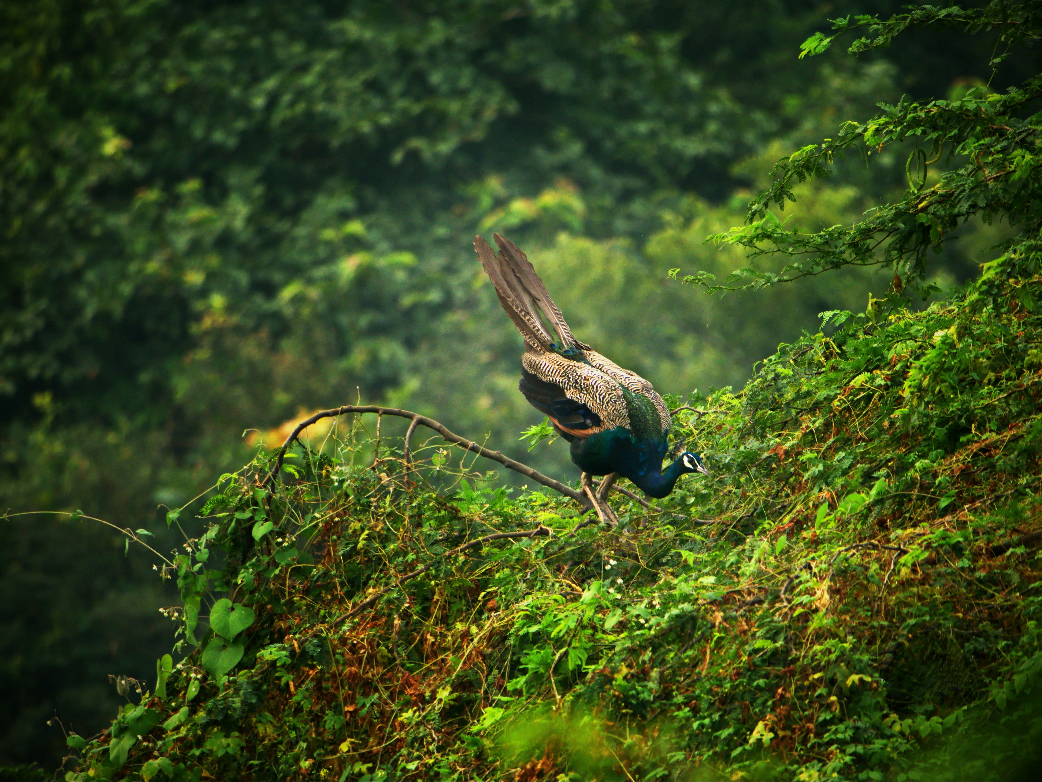 A peacock gracefully navigating through lush greenery, showcasing its vibrant plumage against a backdrop of dense foliage.