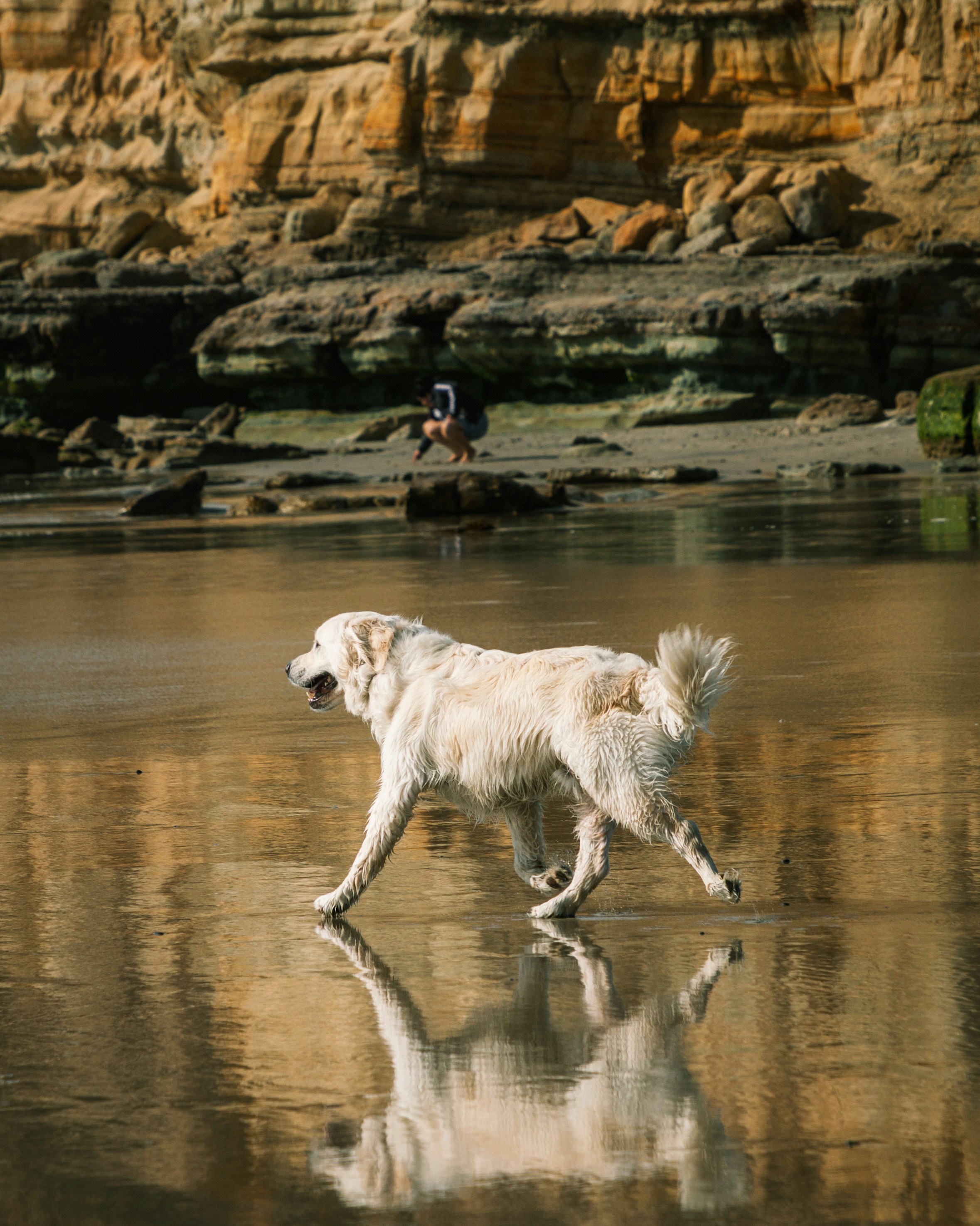 Glassy Shore, Golden Stride: A Golden Retriever Walks the Wet Sand Beneath Cliffside Light