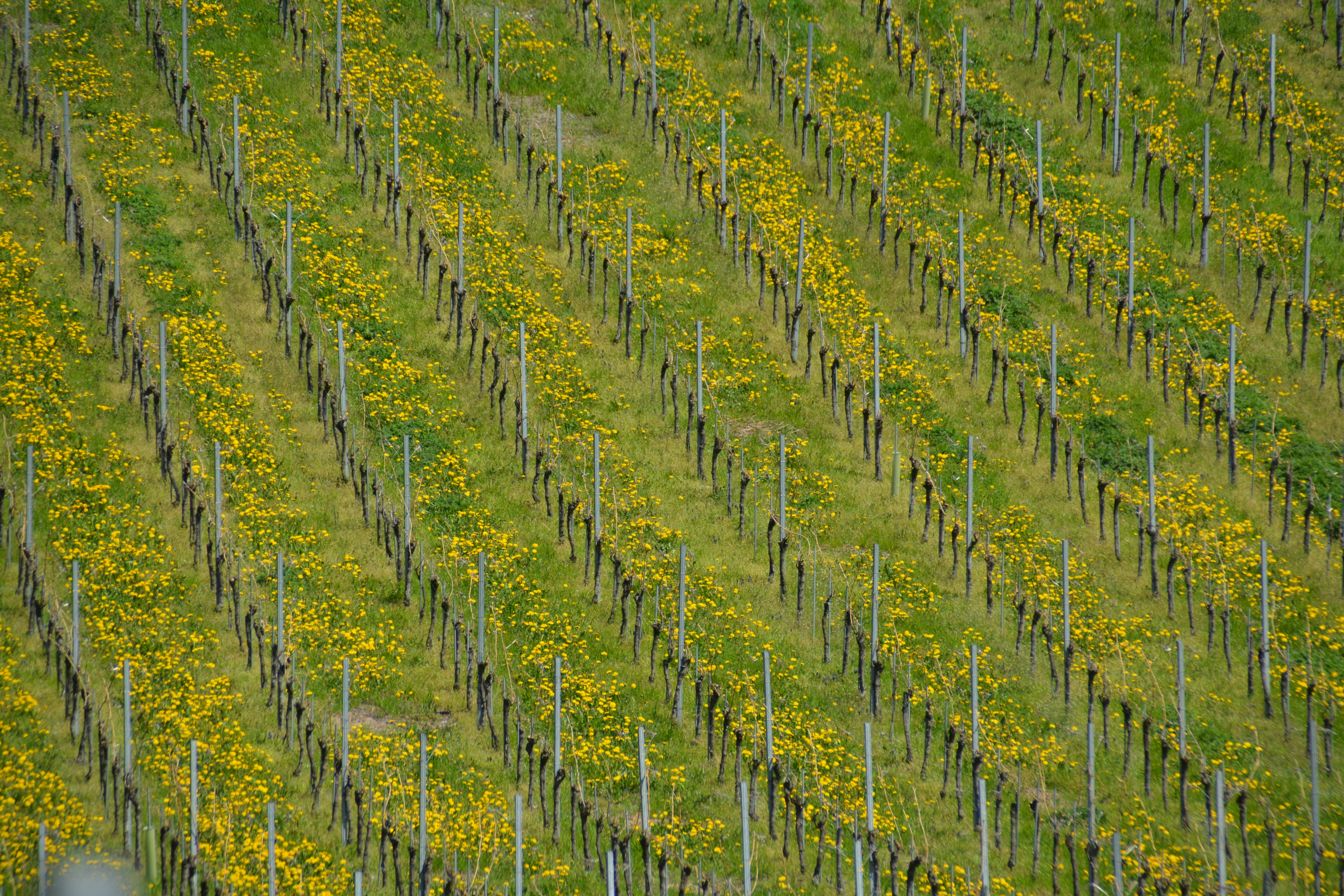 Winefield behind the ‚Haus Meuli‘