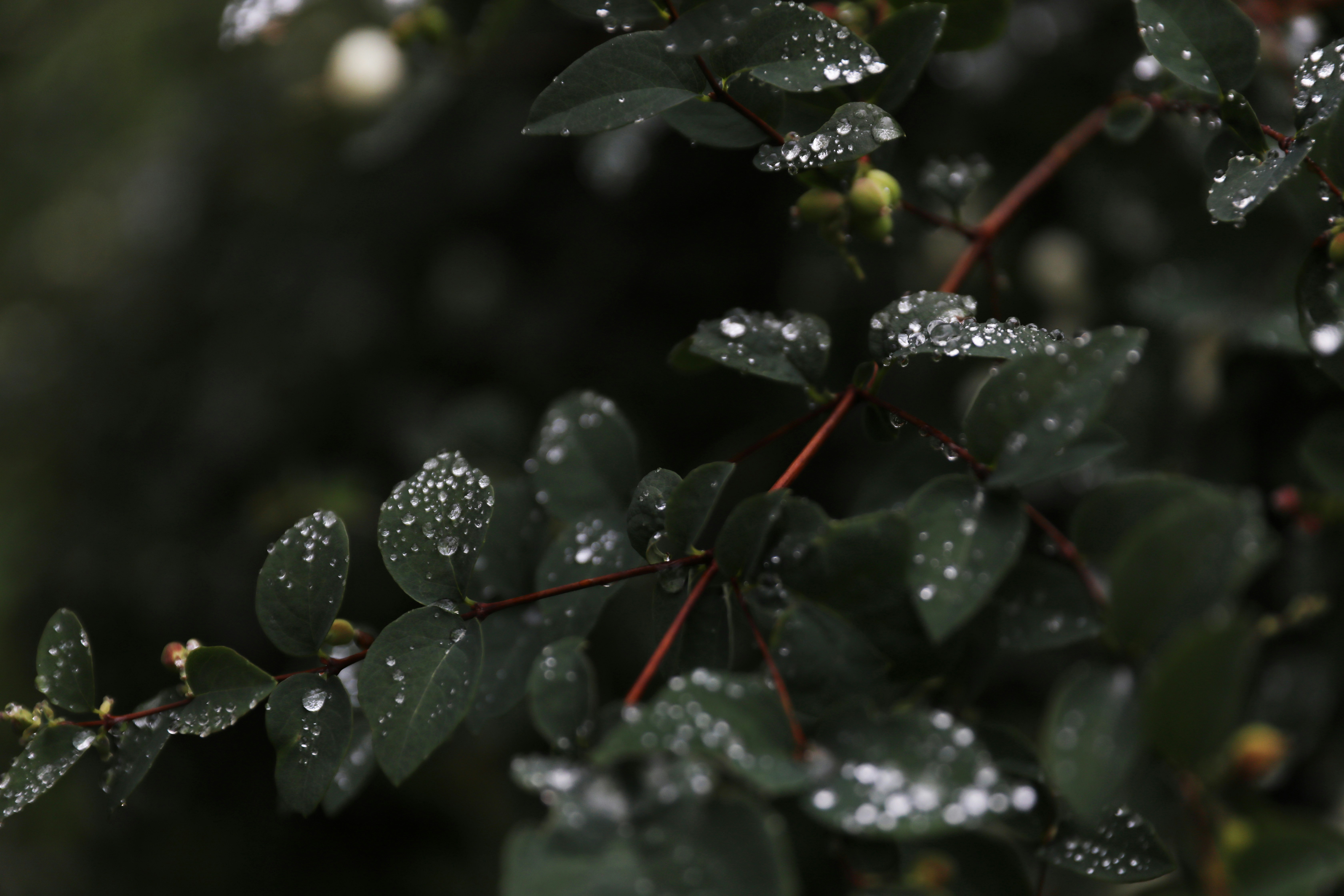 leafs with water | green plant with water droplets