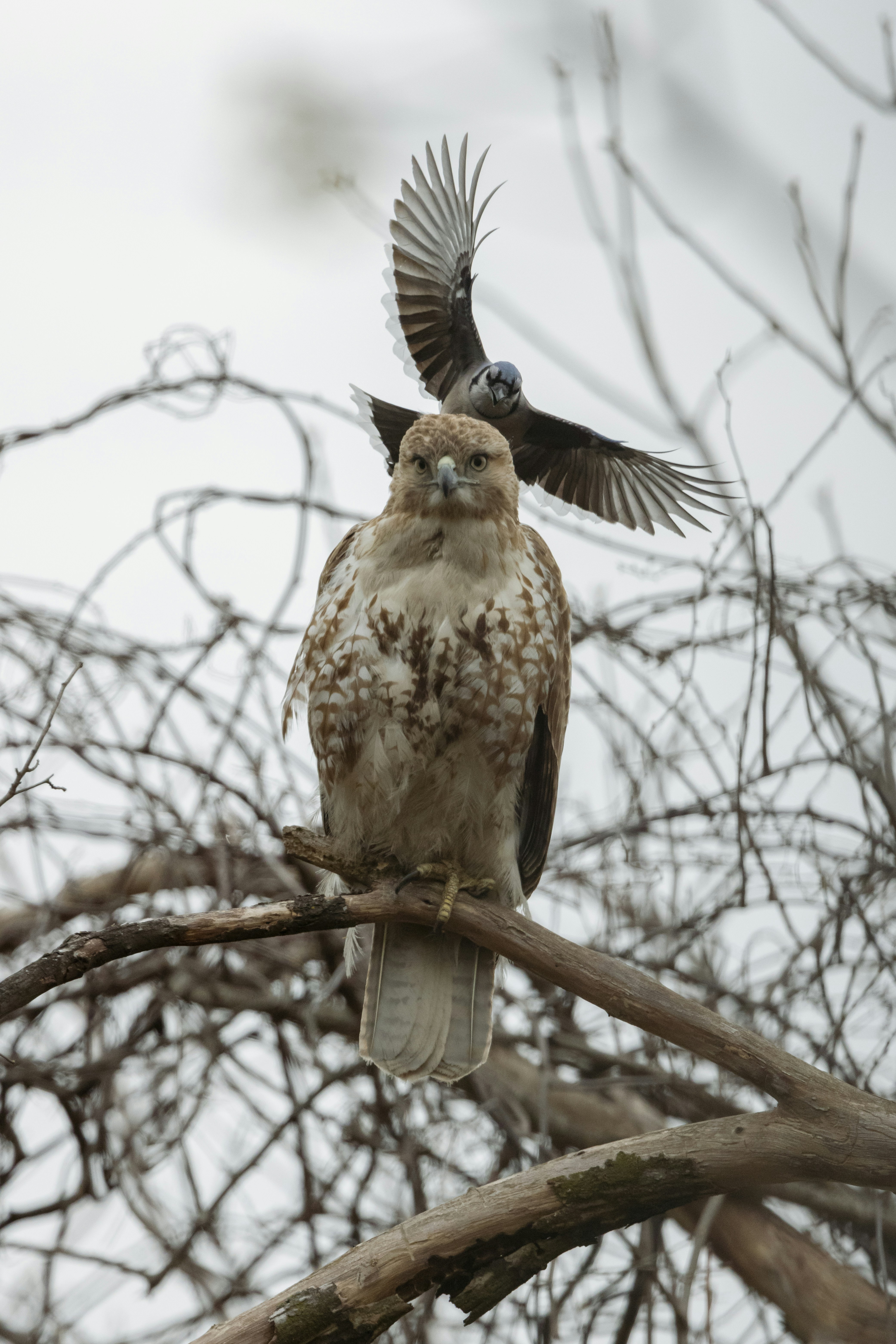 Red Tailed Hawk Pictures | Download Free Images on Unsplash