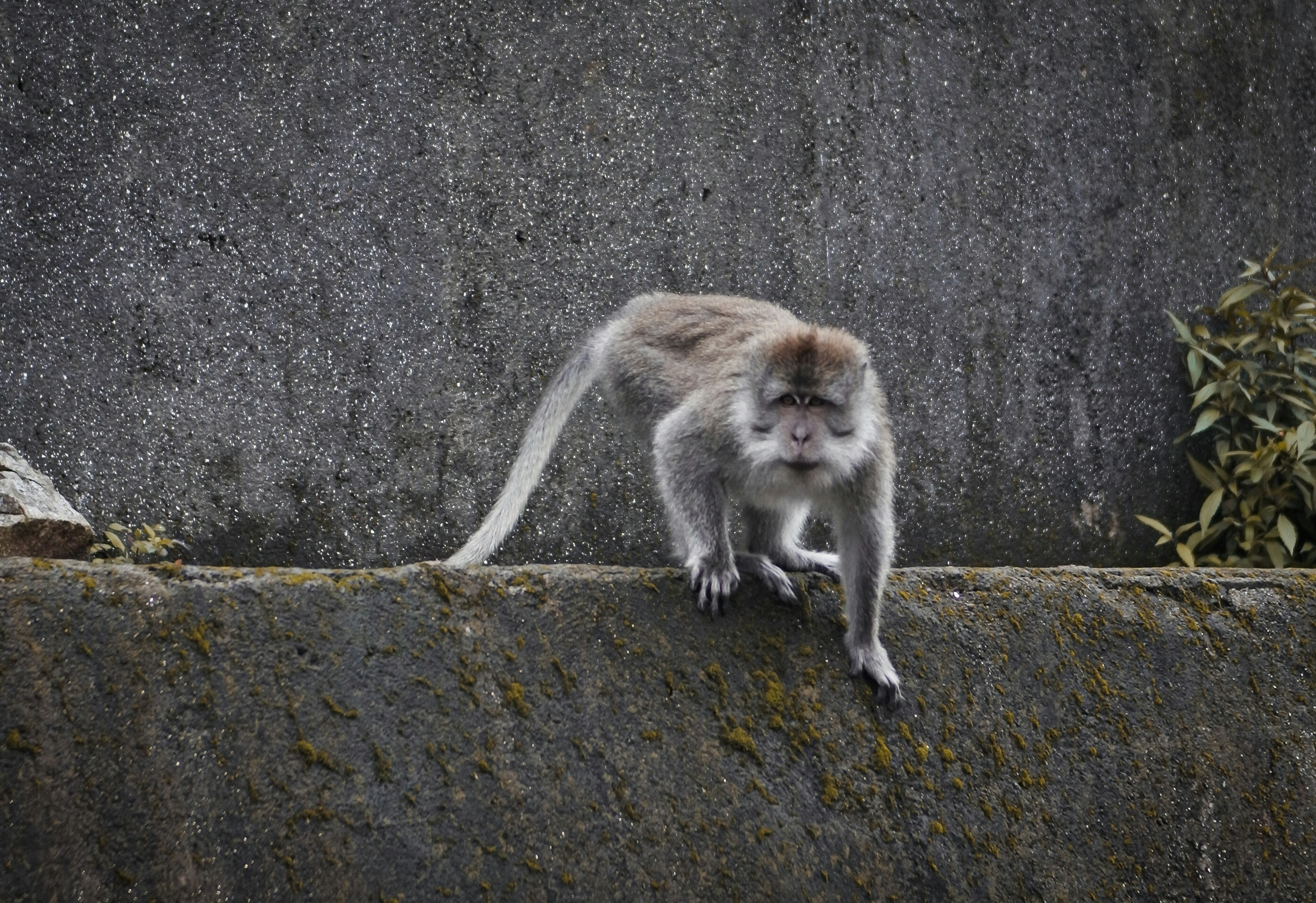 Curious Monkeys on a Mossy Wall