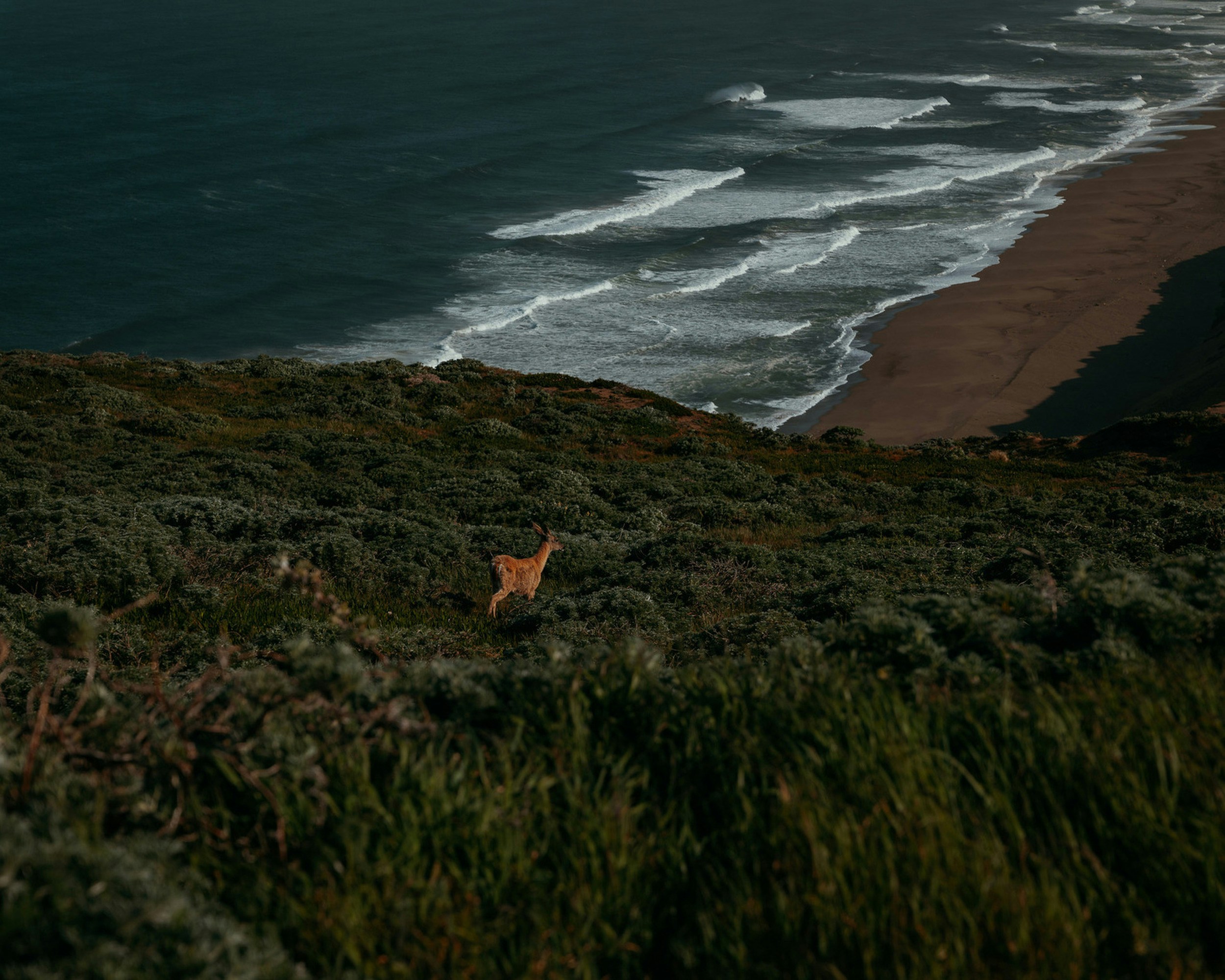 A lone deer traversing a lush hillside overlooking a vast ocean, with waves crashing on the sandy shore below.