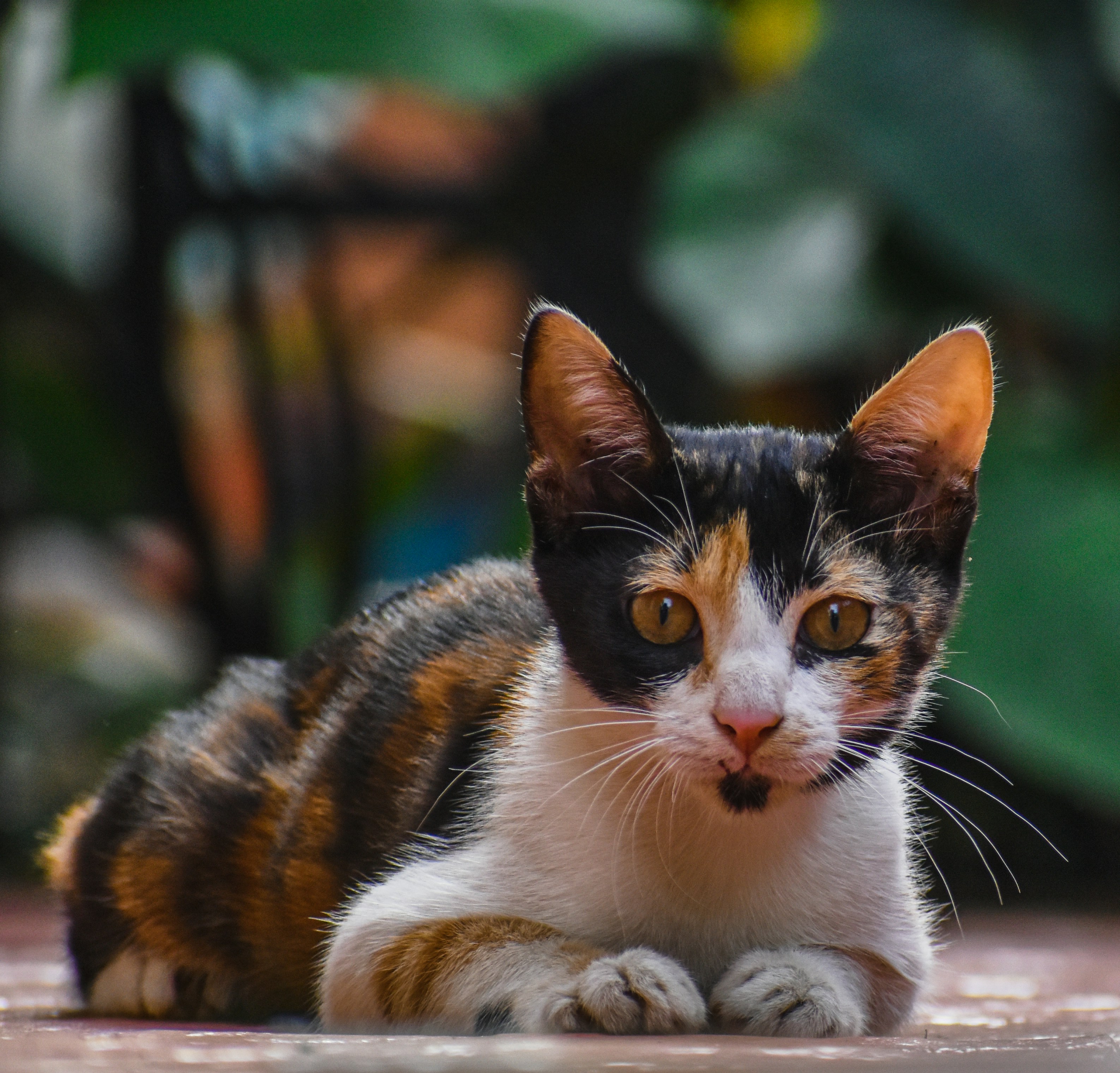 Calico in Dappled Light: Velvet-Pawed Gaze