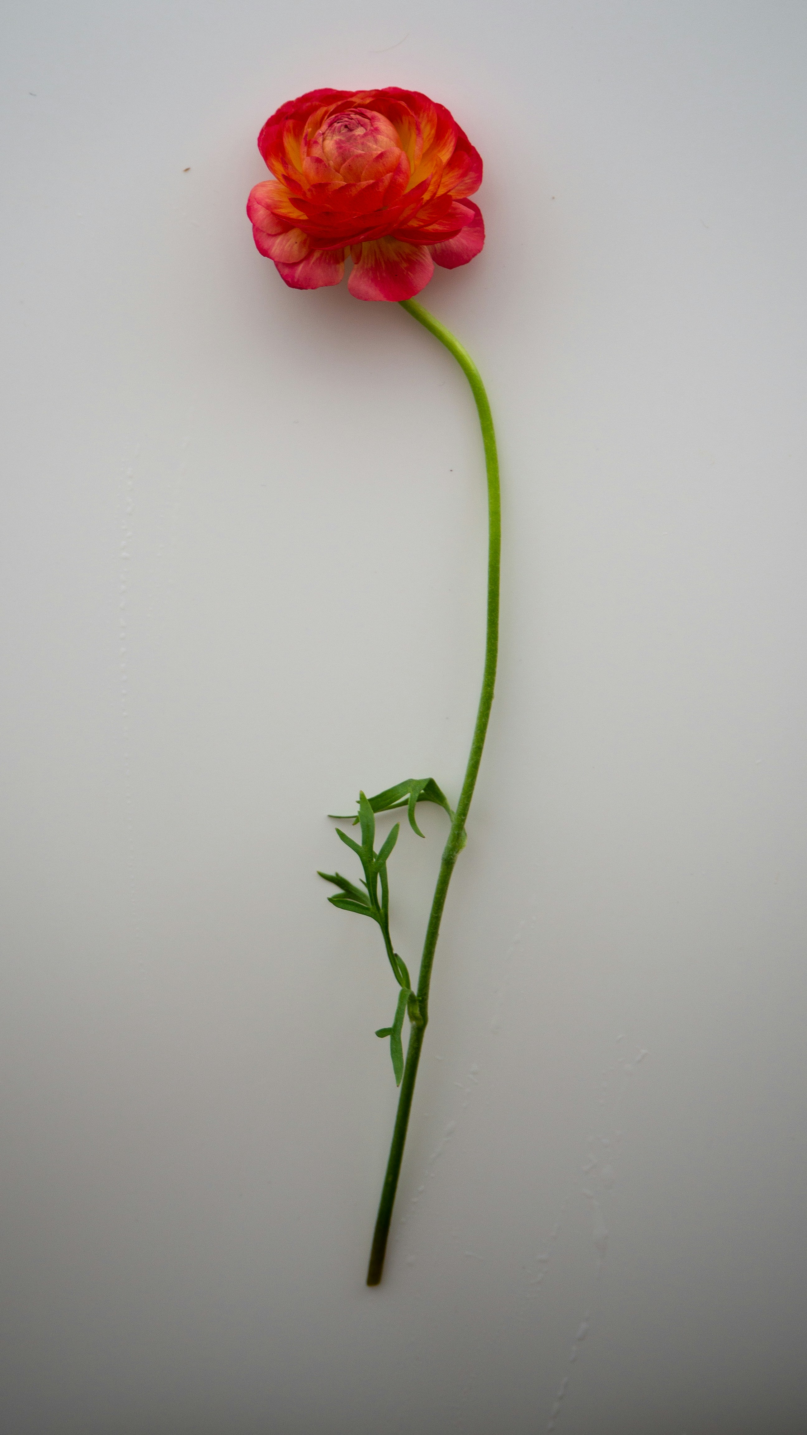 Vibrant ranunculus flower with a slender green stem, captured against a minimalist background.