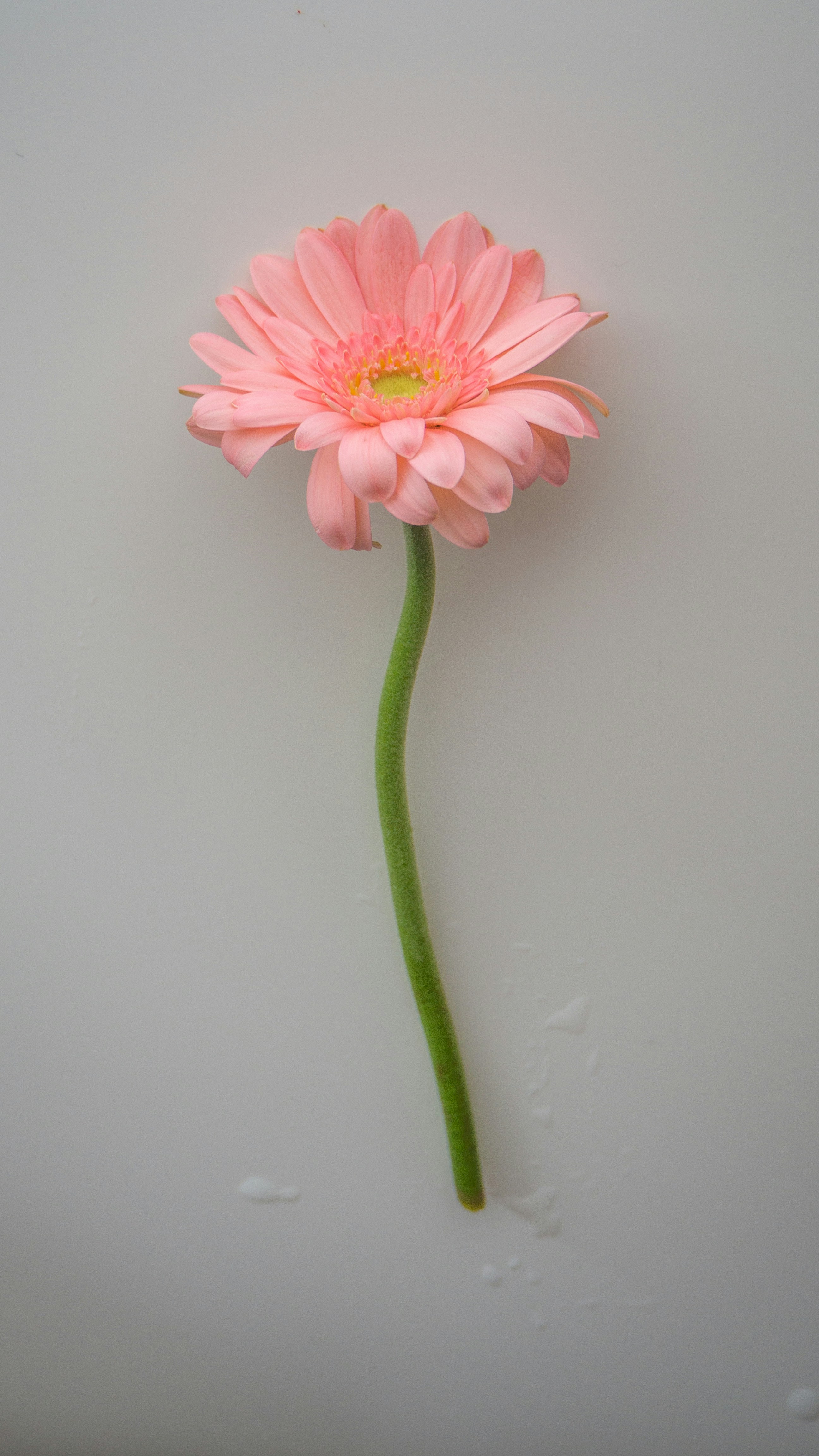 Pink Daisy Pictures | Download Free Images on Unsplash
