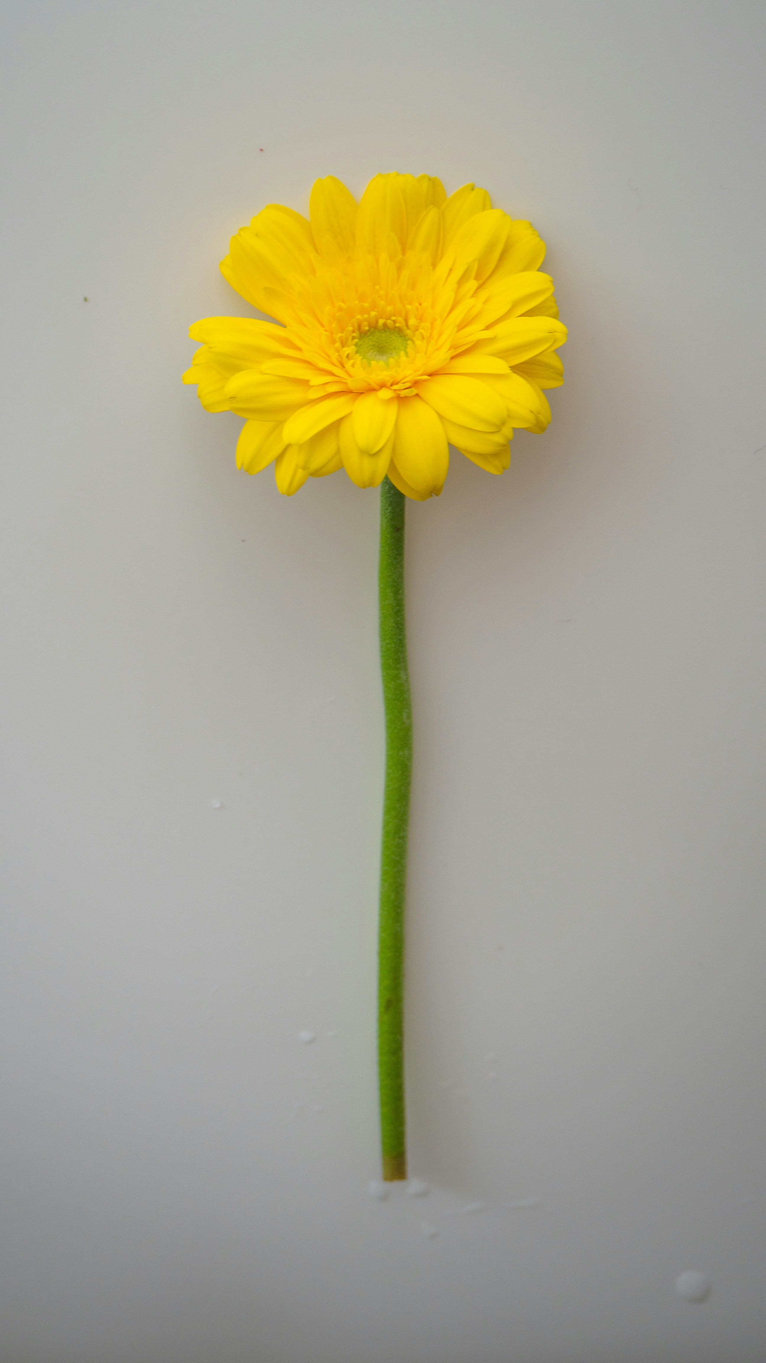 Flower Yellow Pictures | Download Free Images on Unsplash