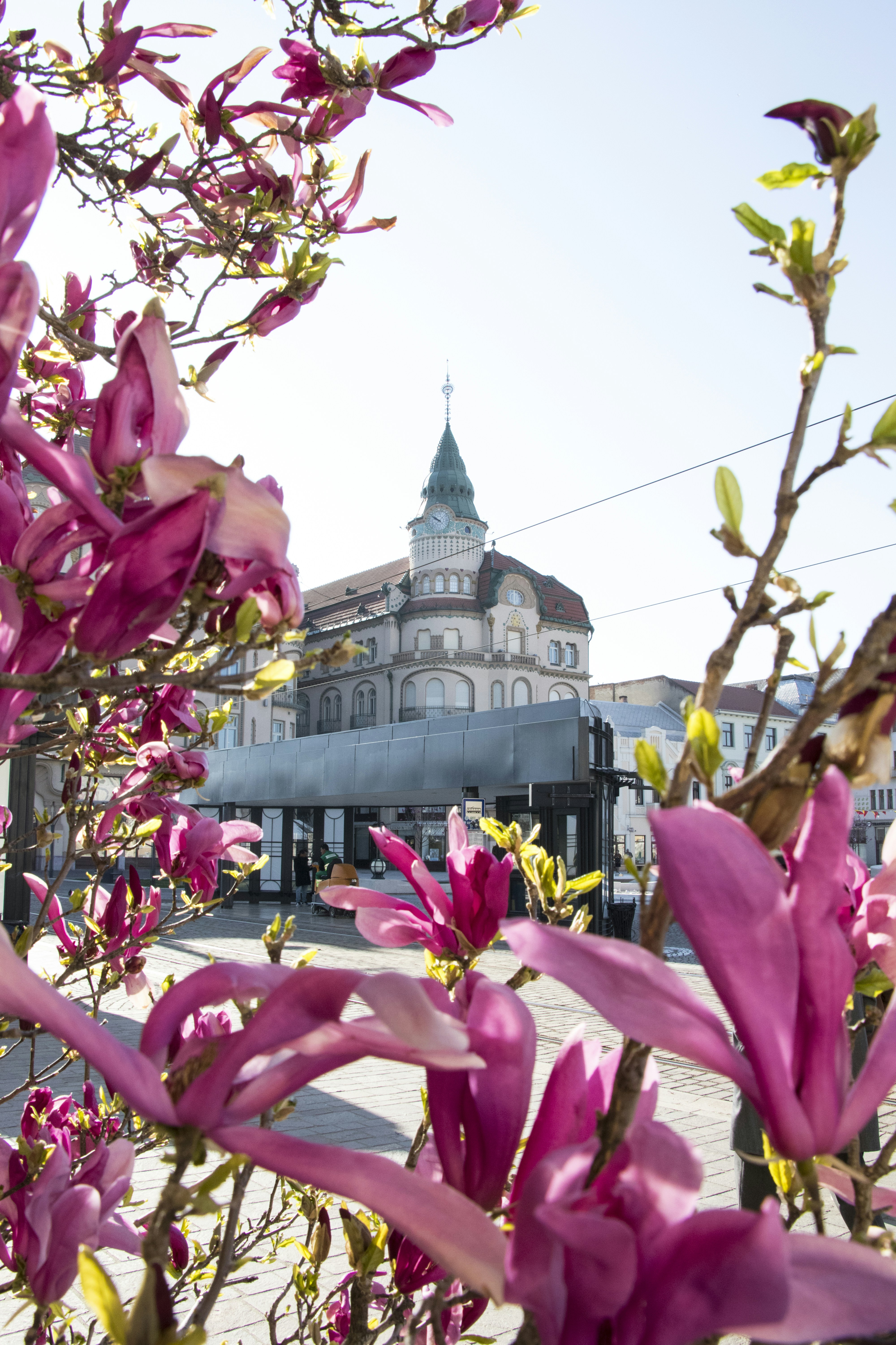 Pink Flower Framing a City Hall: A Spring View in Focus