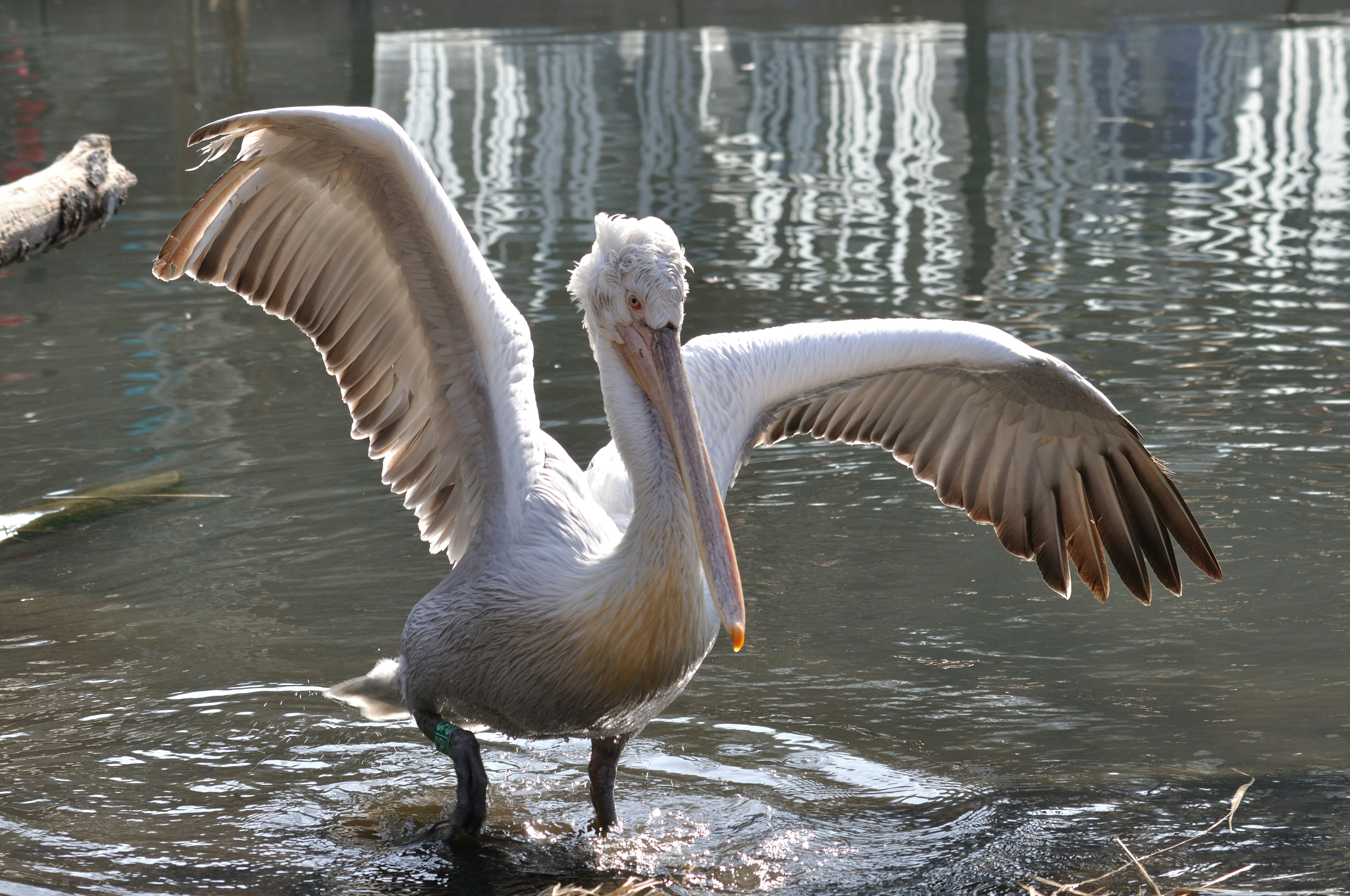 Sunlit Wingspread over Quiet Water: A Pelican's Moment