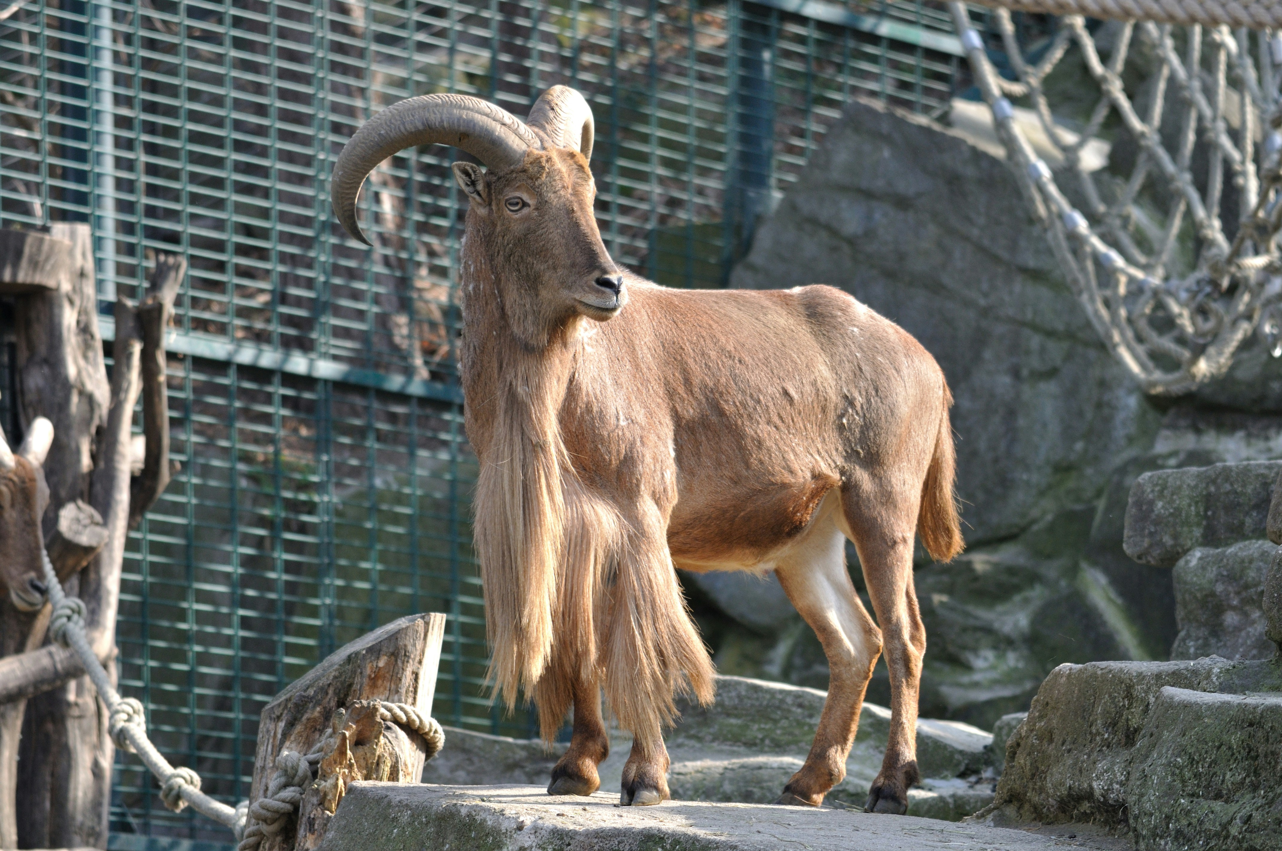 Mountain ram standing proudly on a rocky ledge, showcasing its impressive horns and flowing mane against a natural backdrop.