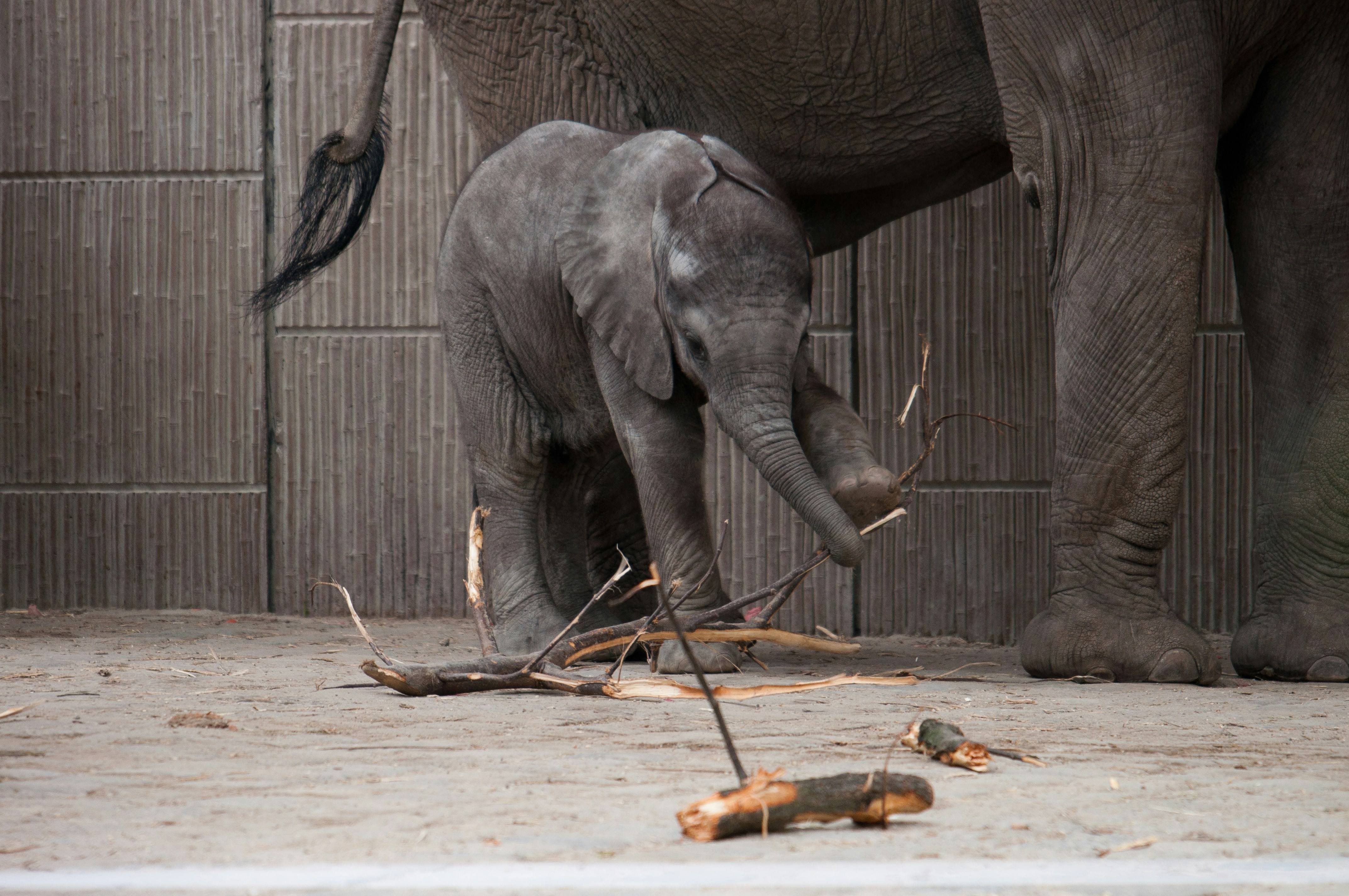 Calf Beneath the Giant: A Baby Elephant on a Concrete Stage