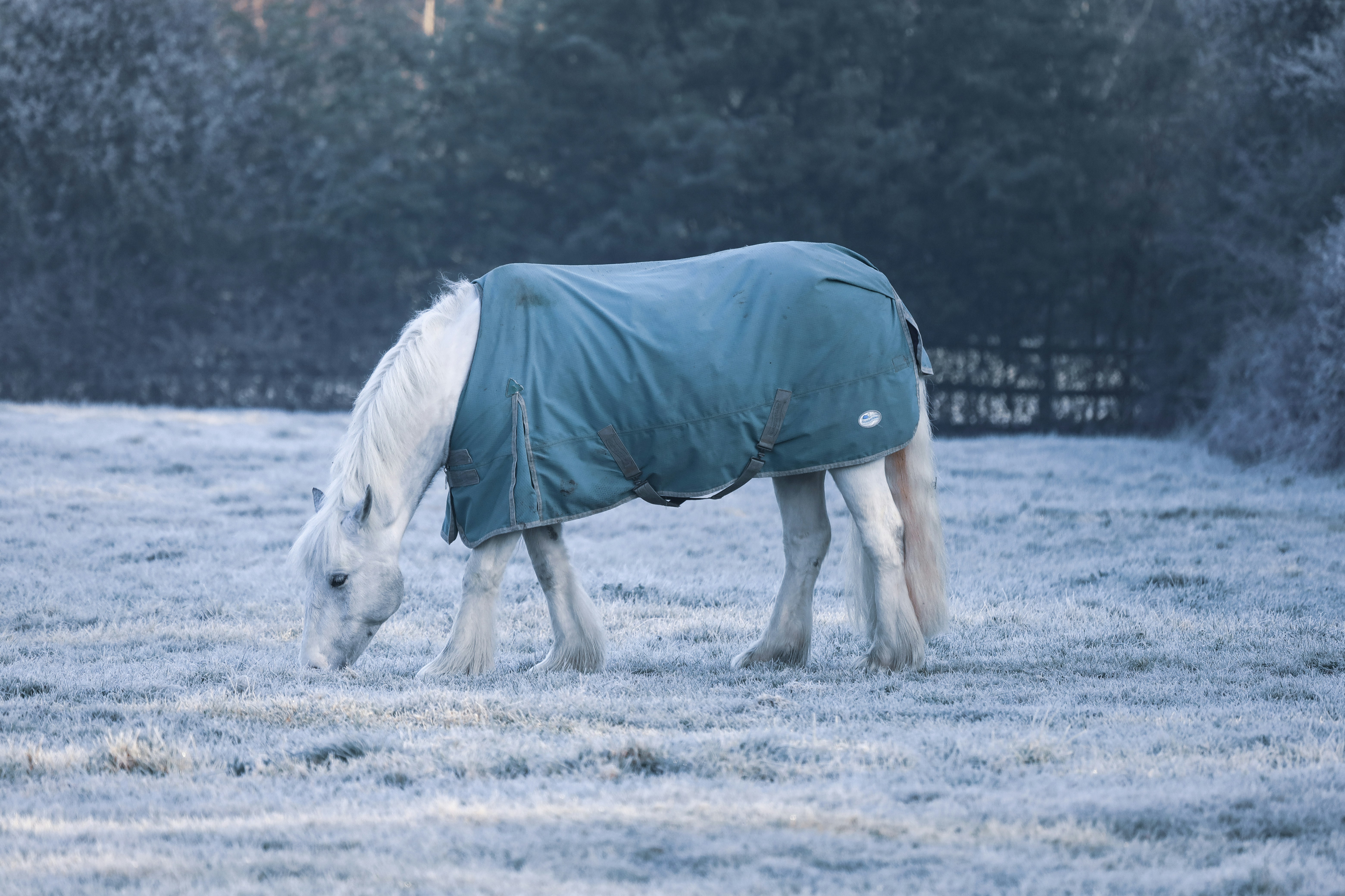 Frost-Kissed Grazing: A Blue-Blanketed Horse in Dawn's Quiet Field