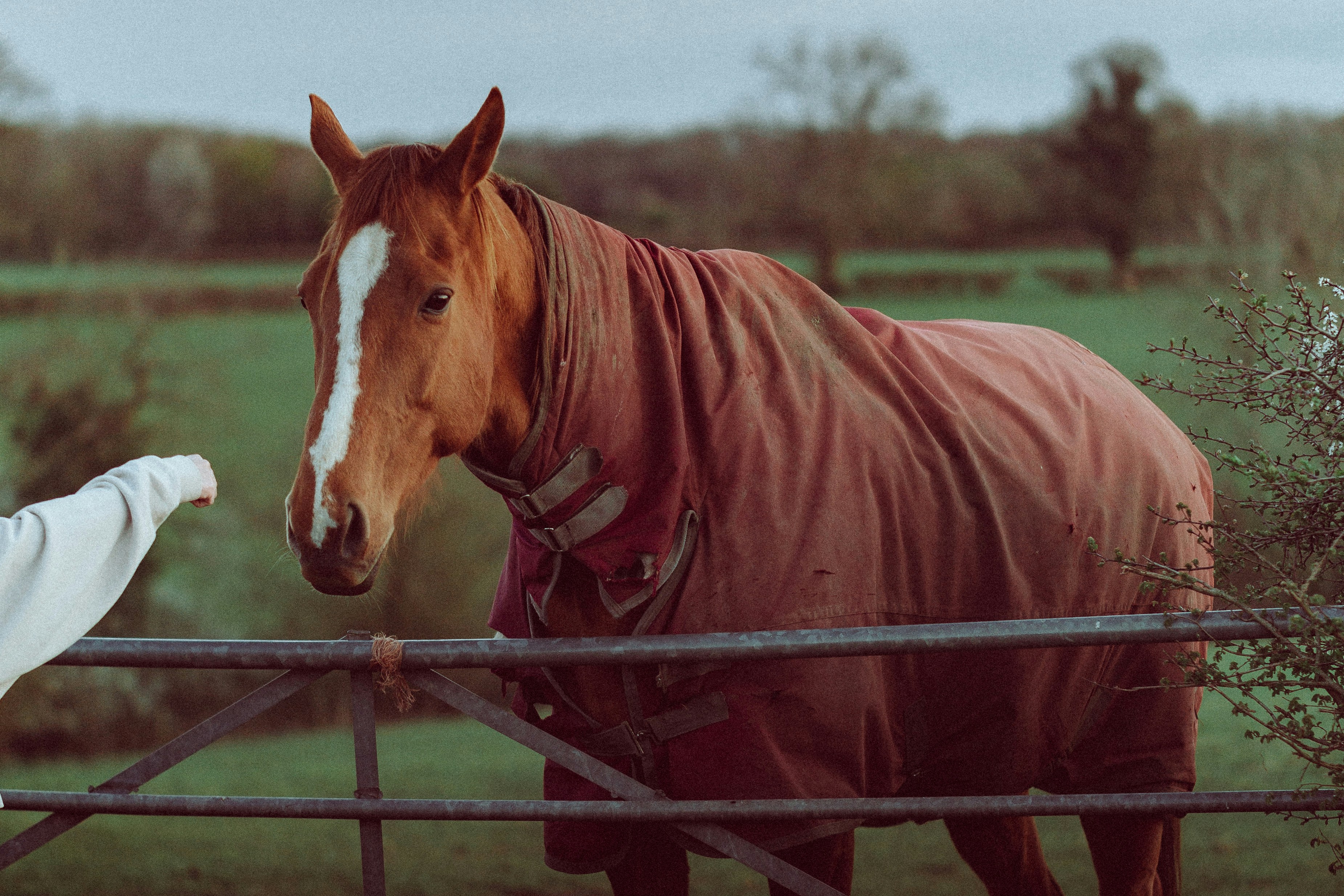 brown and white horse in cage