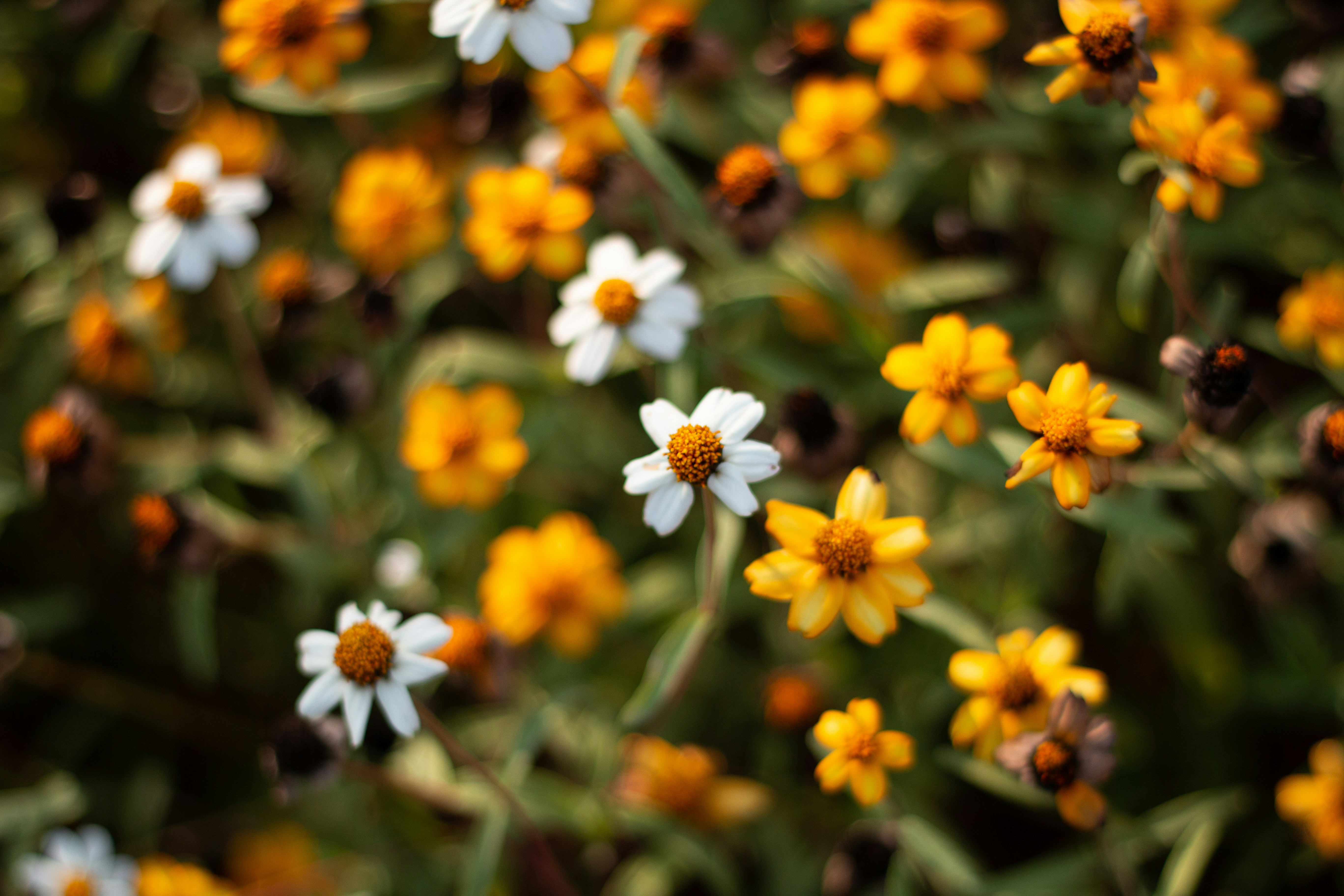 white and yellow flowers in tilt shift lens
