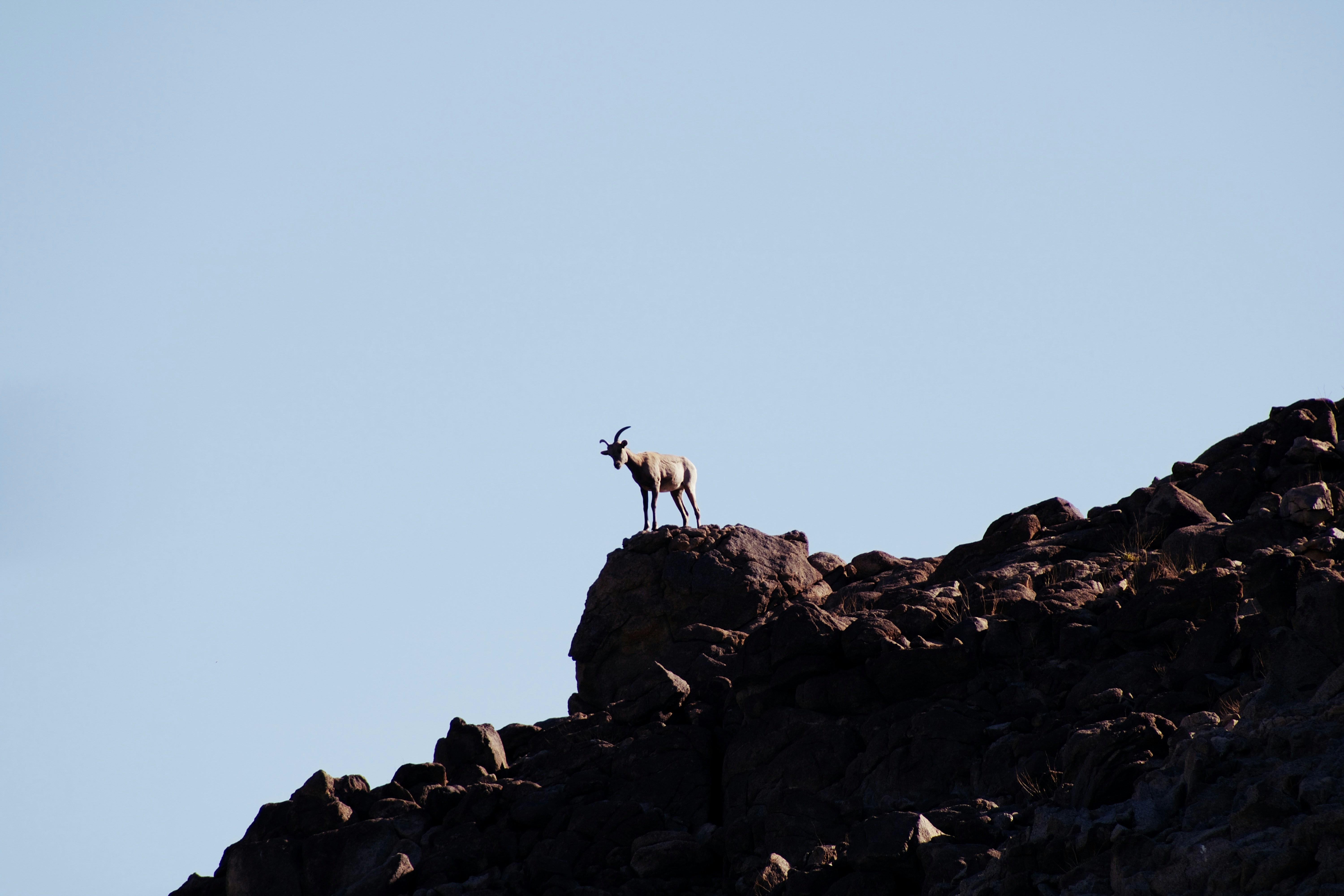 Mountain goat standing majestically on a rocky outcrop against a clear blue sky.