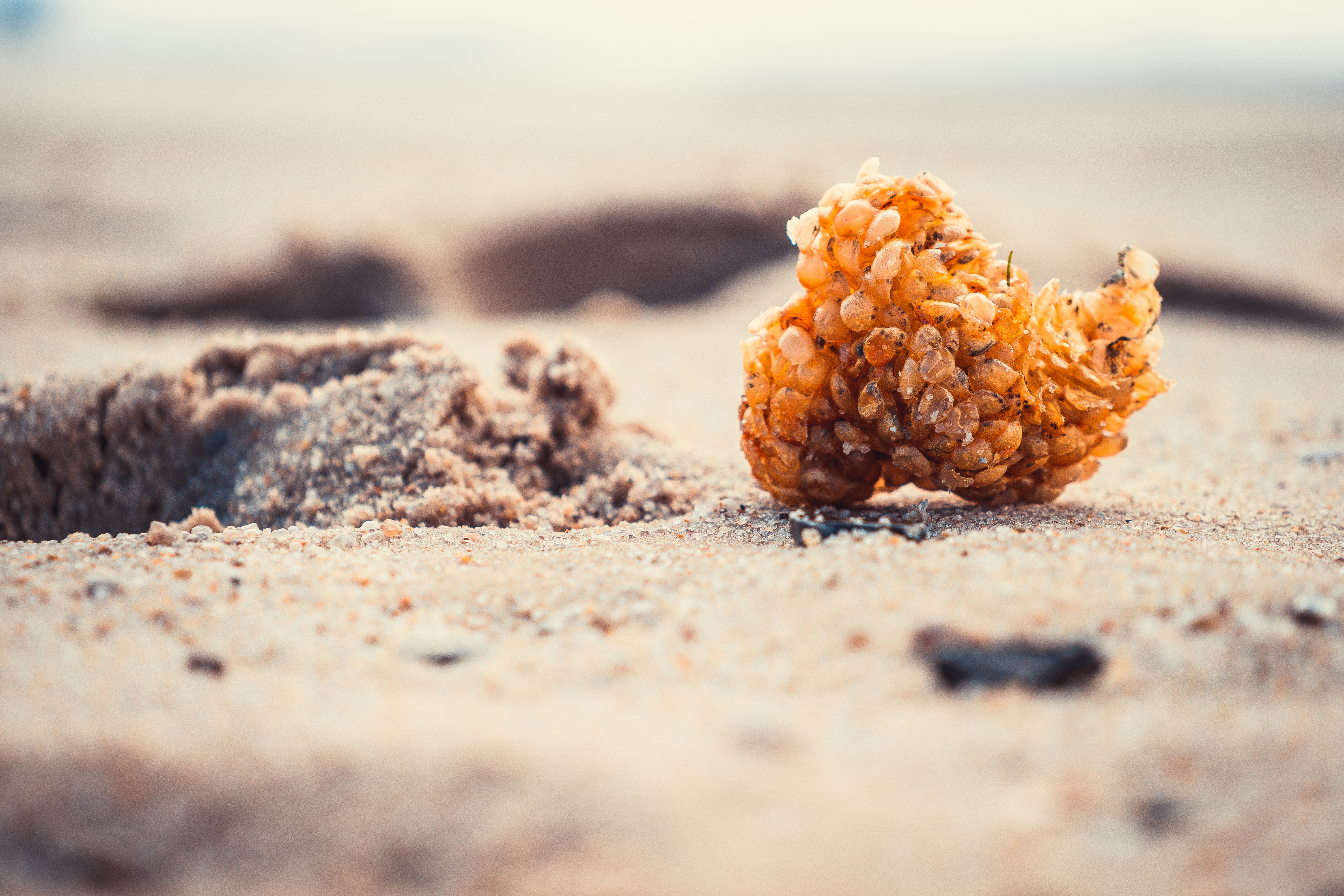 A vibrant piece of coral rests on the sandy beach, showcasing intricate textures against the soft grains of sand. The serene backdrop hints at a tranquil coastal environment.