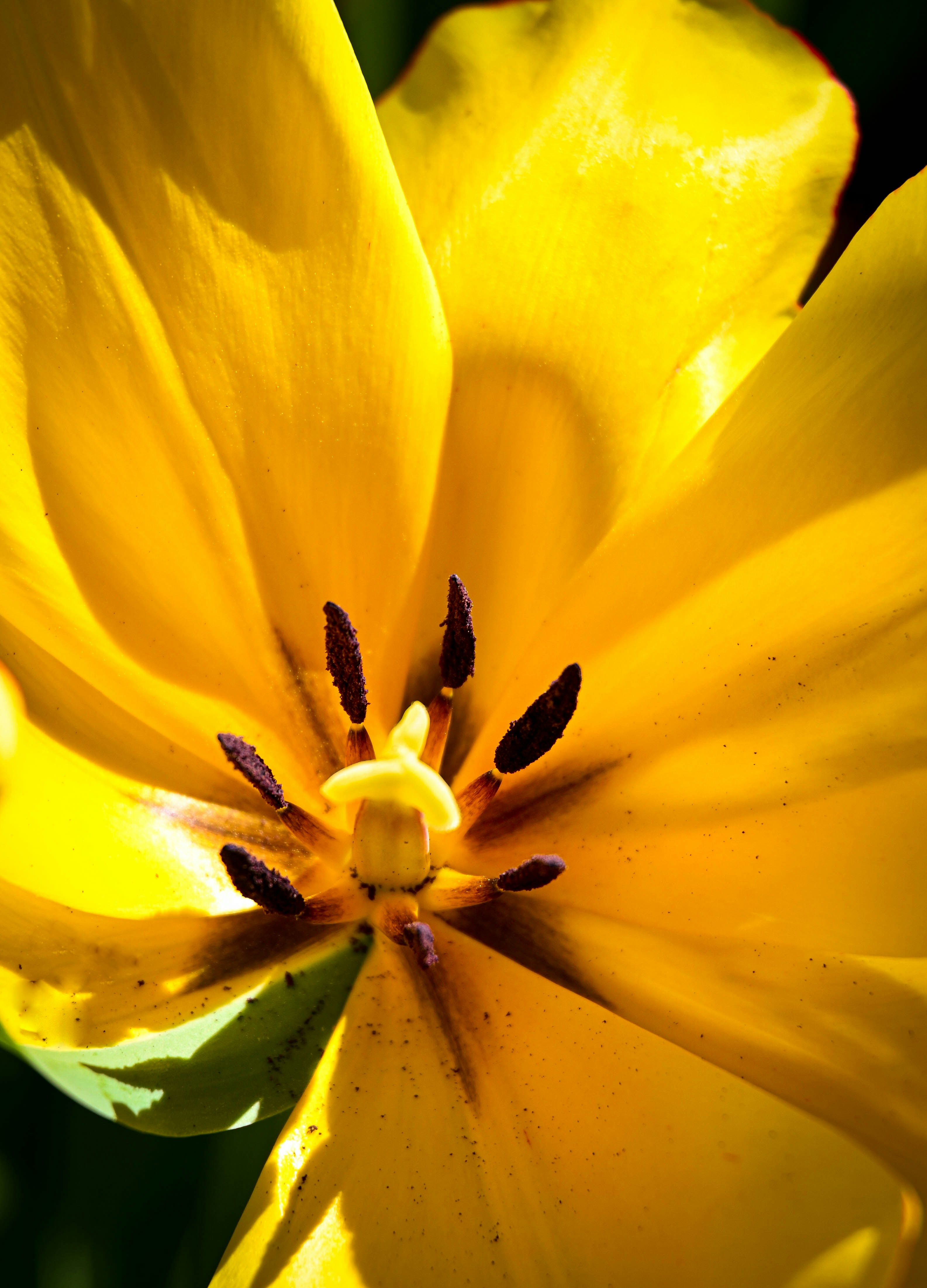 Sunlit Tulip Core: A Macro Study in Gold and Velvet