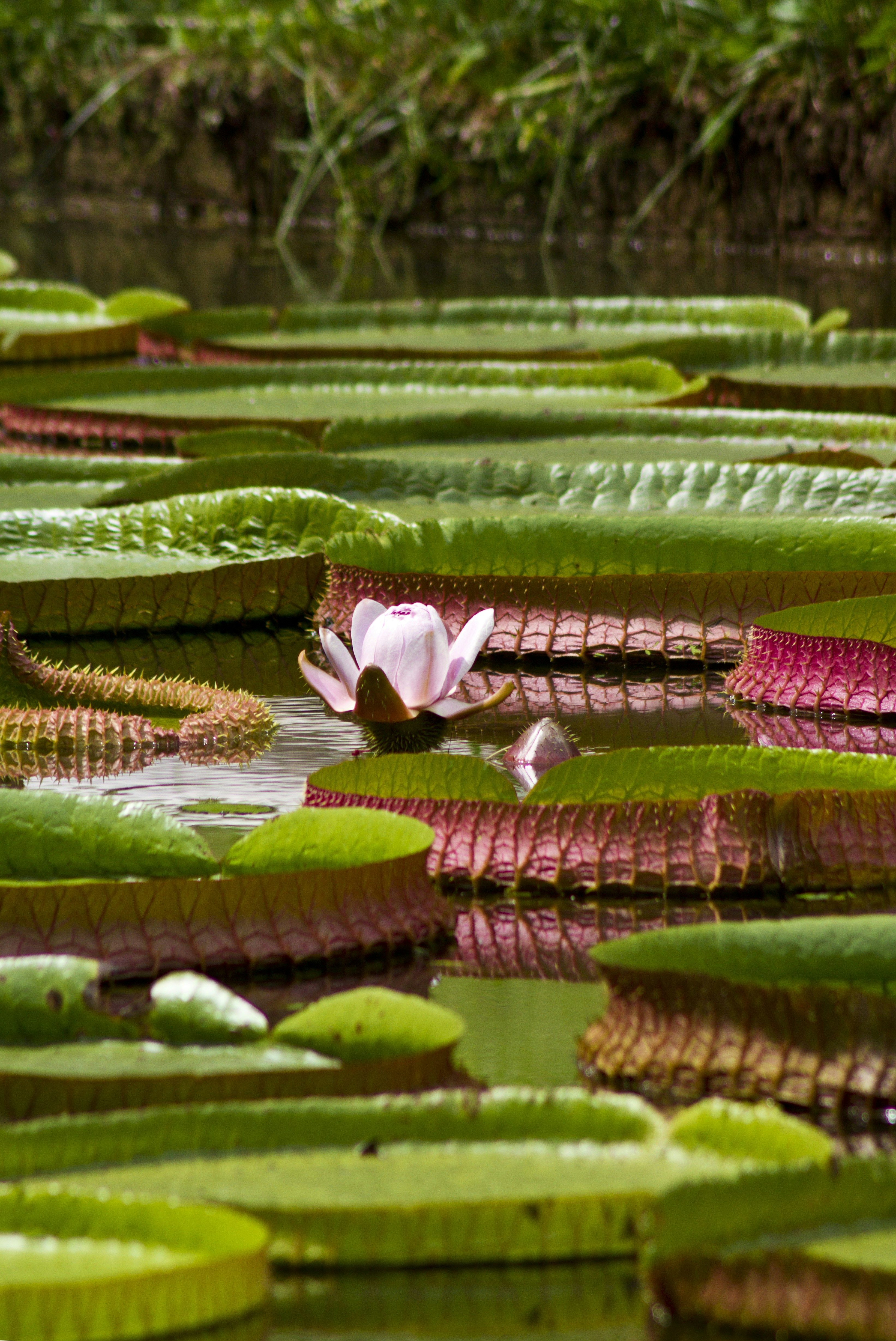 Lotuses floating in a pond in Singapore. Also seen is Victoria amazonica, the largest of the water lily family Nymphaeaceae. It is the national flower of Guyana.