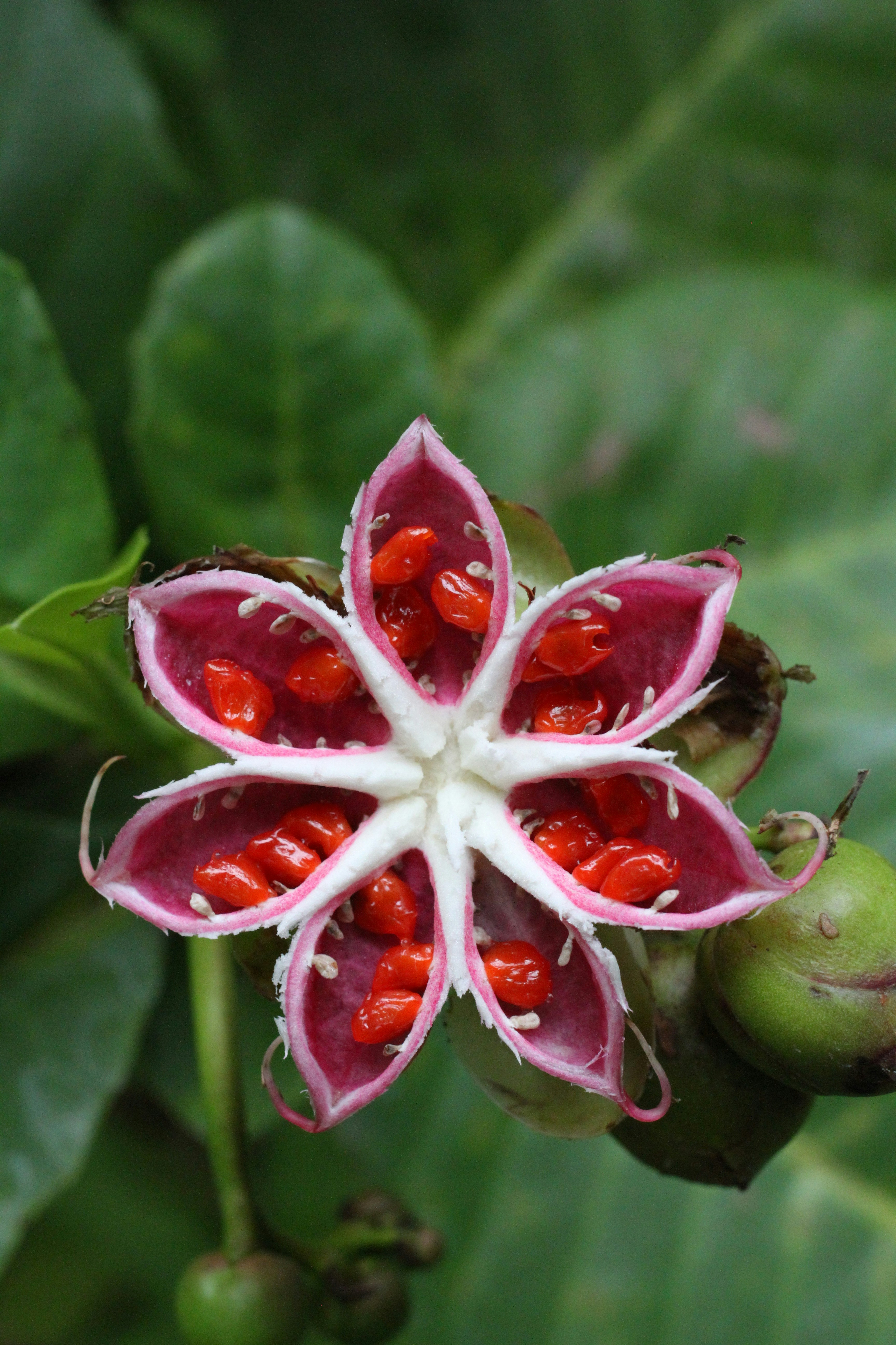 A vibrant, star-shaped fruit revealing bright red seeds nestled within a pink casing, surrounded by lush green foliage.