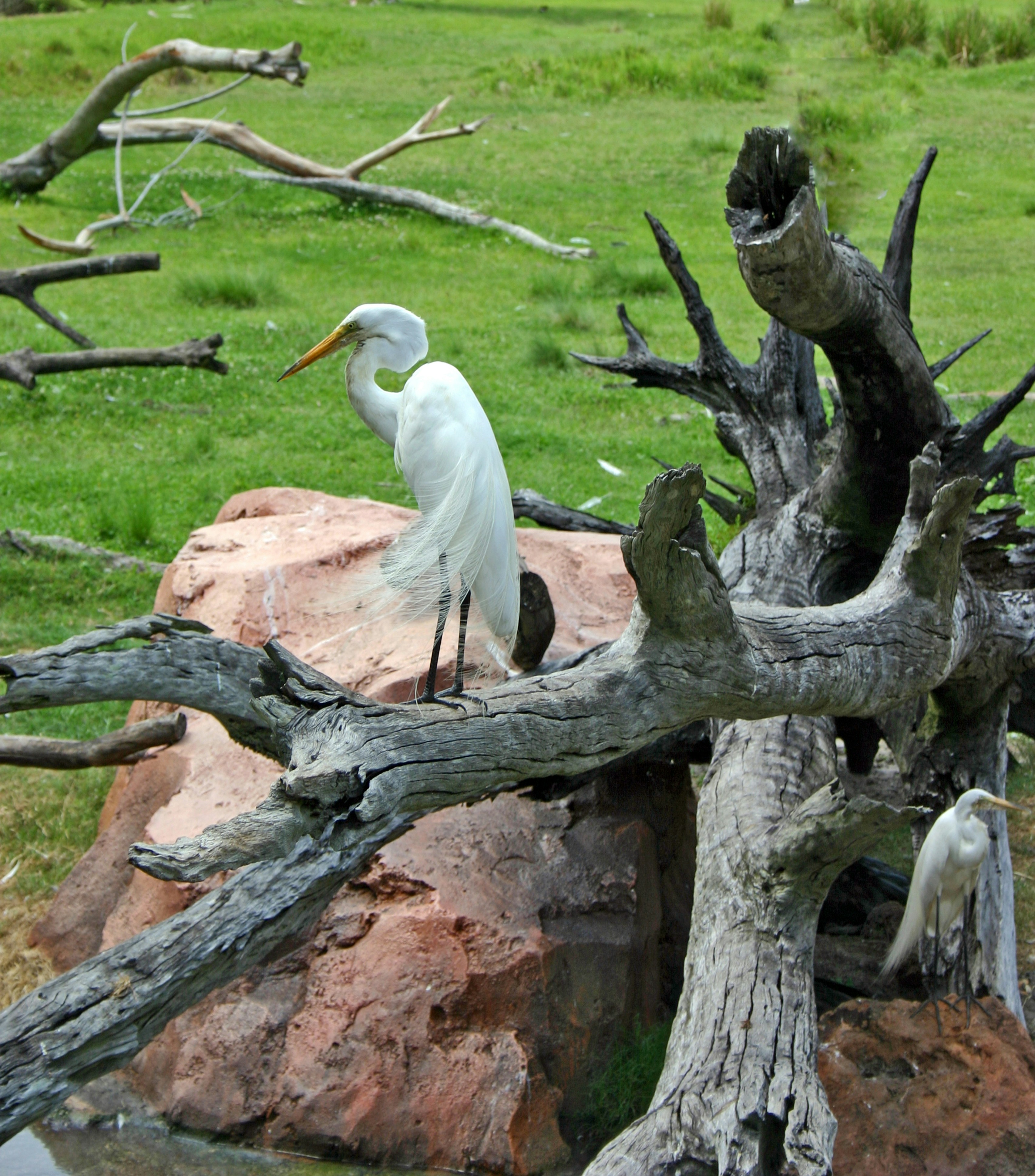 Perched Egret on Weathered Log Over Pink Rock in a Sunlit Meadow