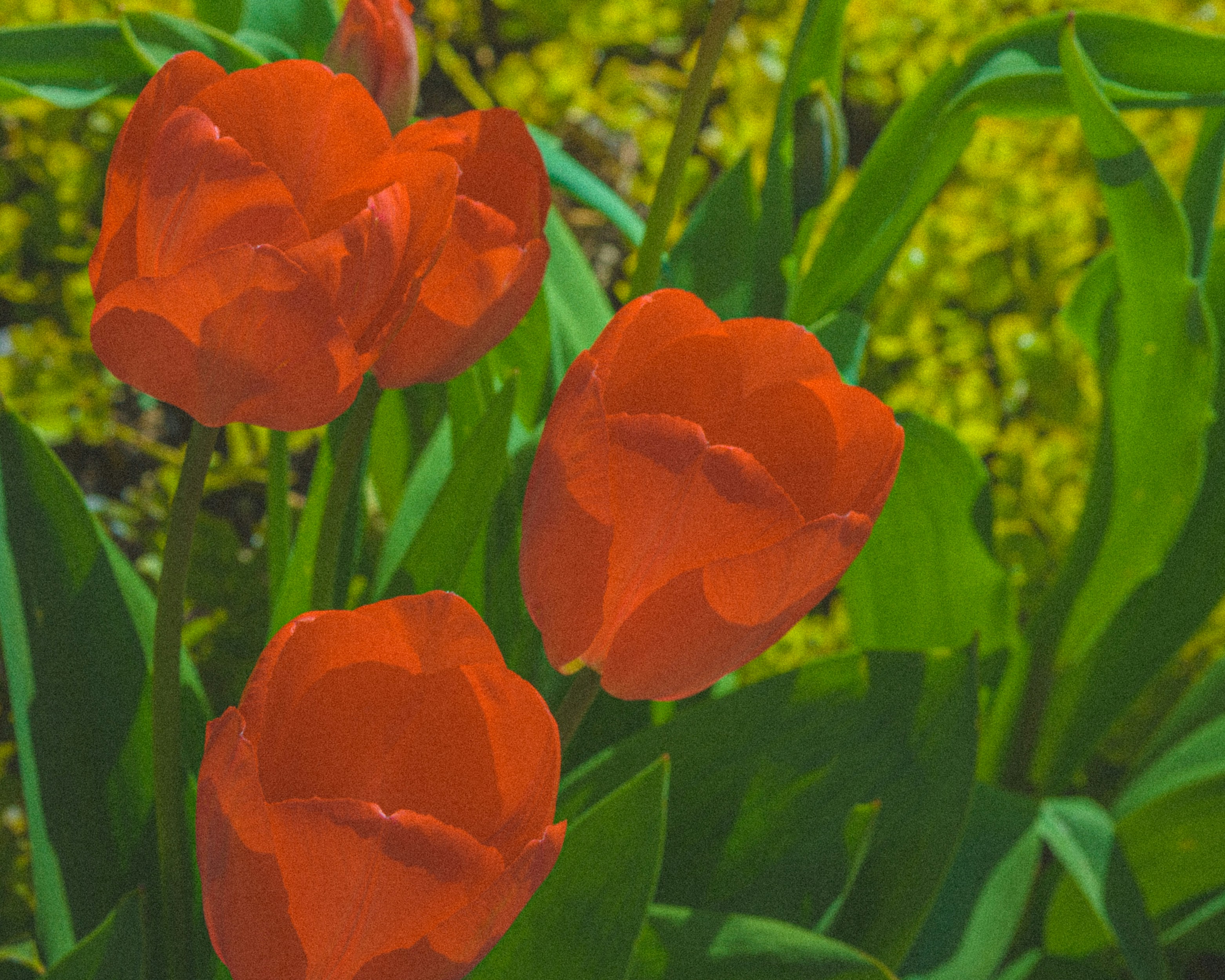 Tulip Garden Pictures | Download Free Images on Unsplash