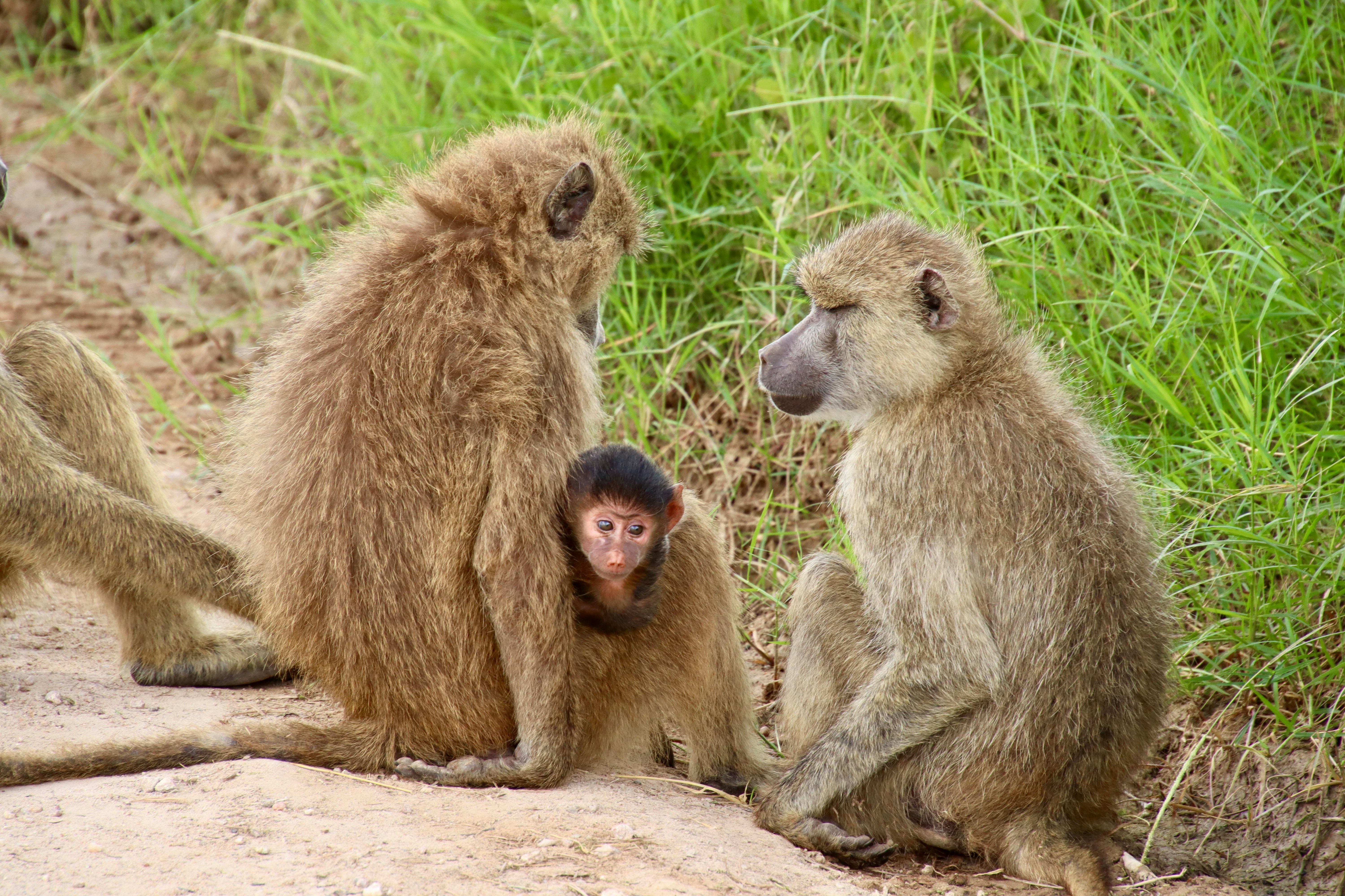 Baboons Pictures | Download Free Images on Unsplash