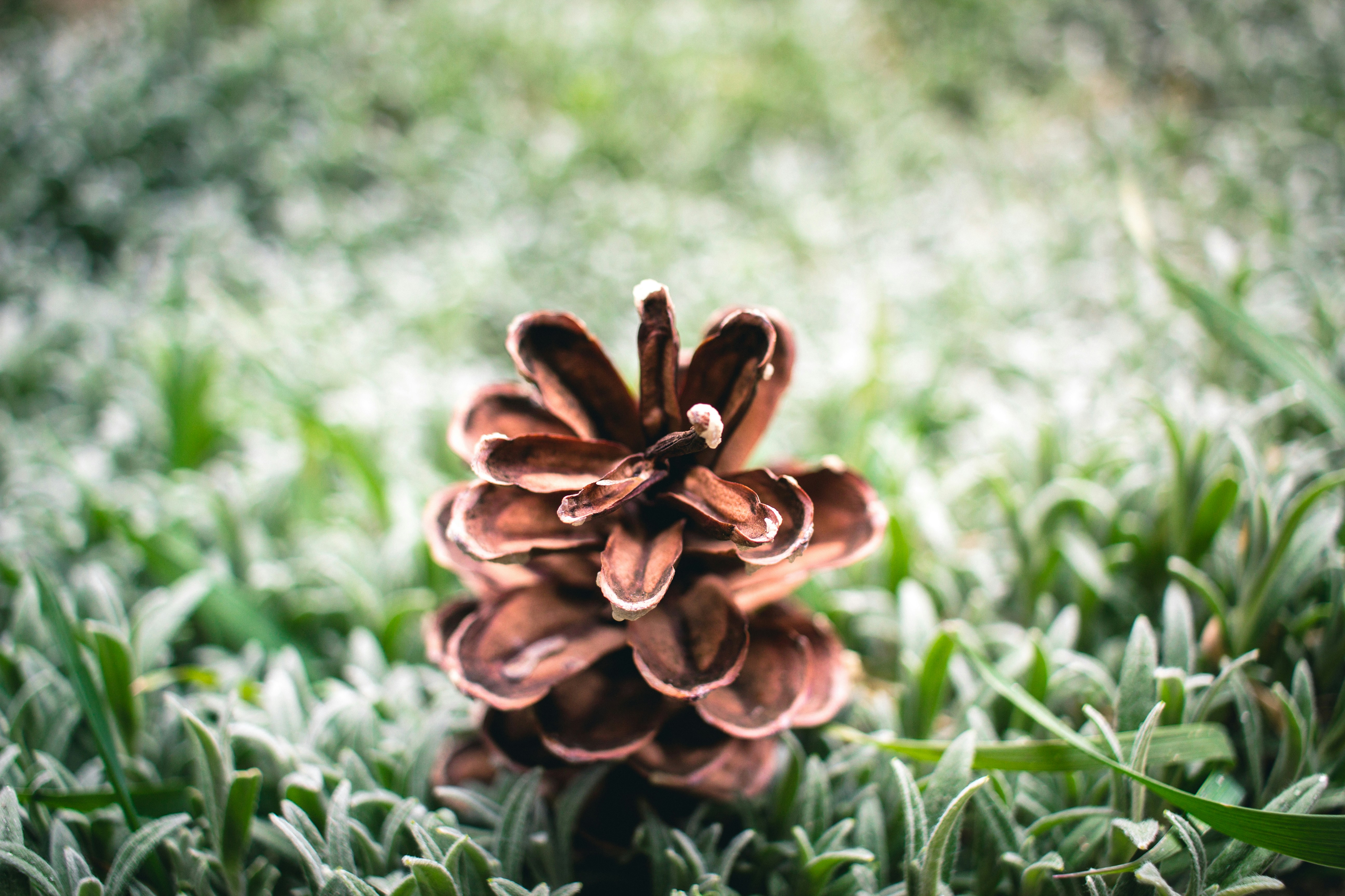 brown plant on green grass during daytime