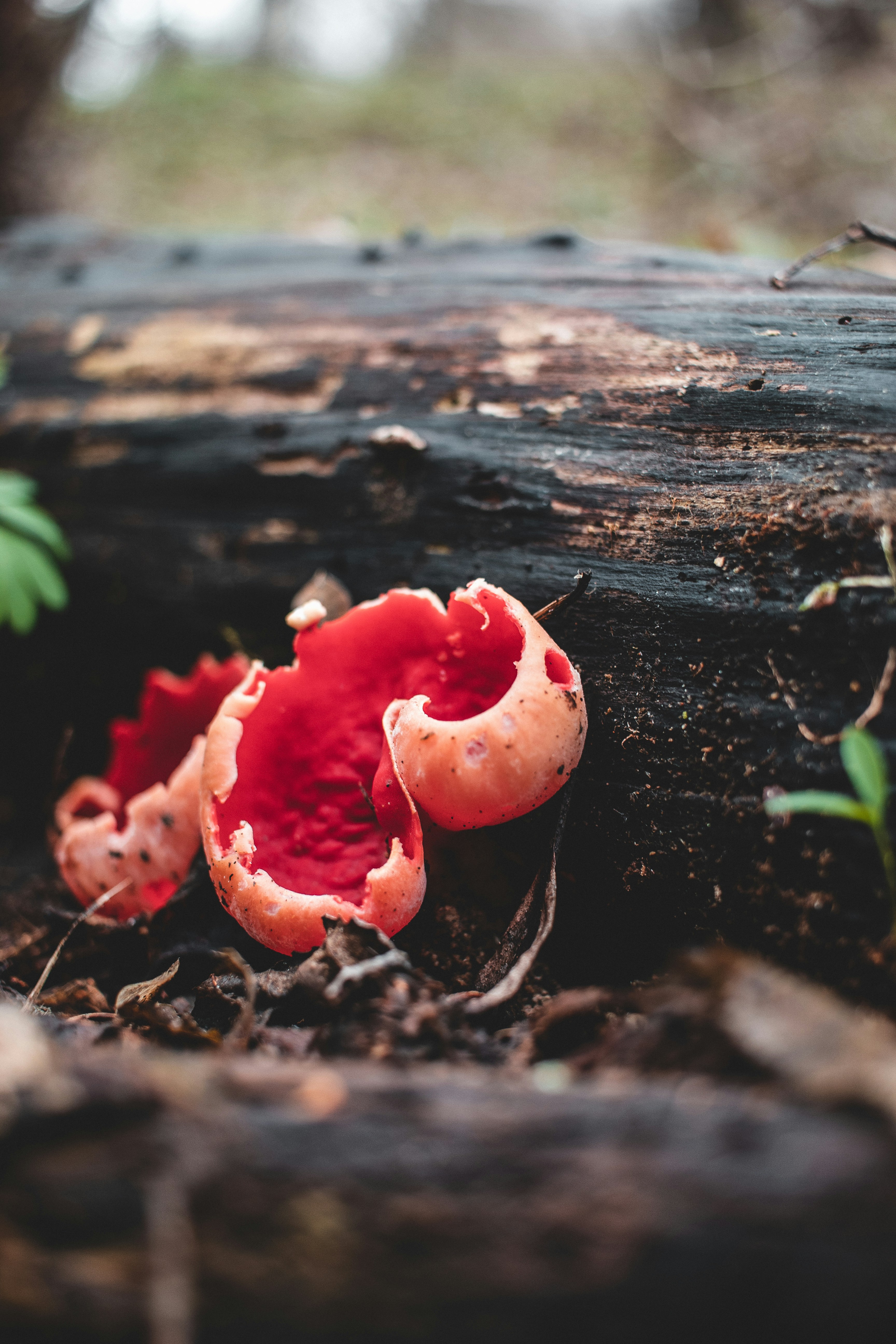 Crimson Cup Fungus Nest on a Weathered Log