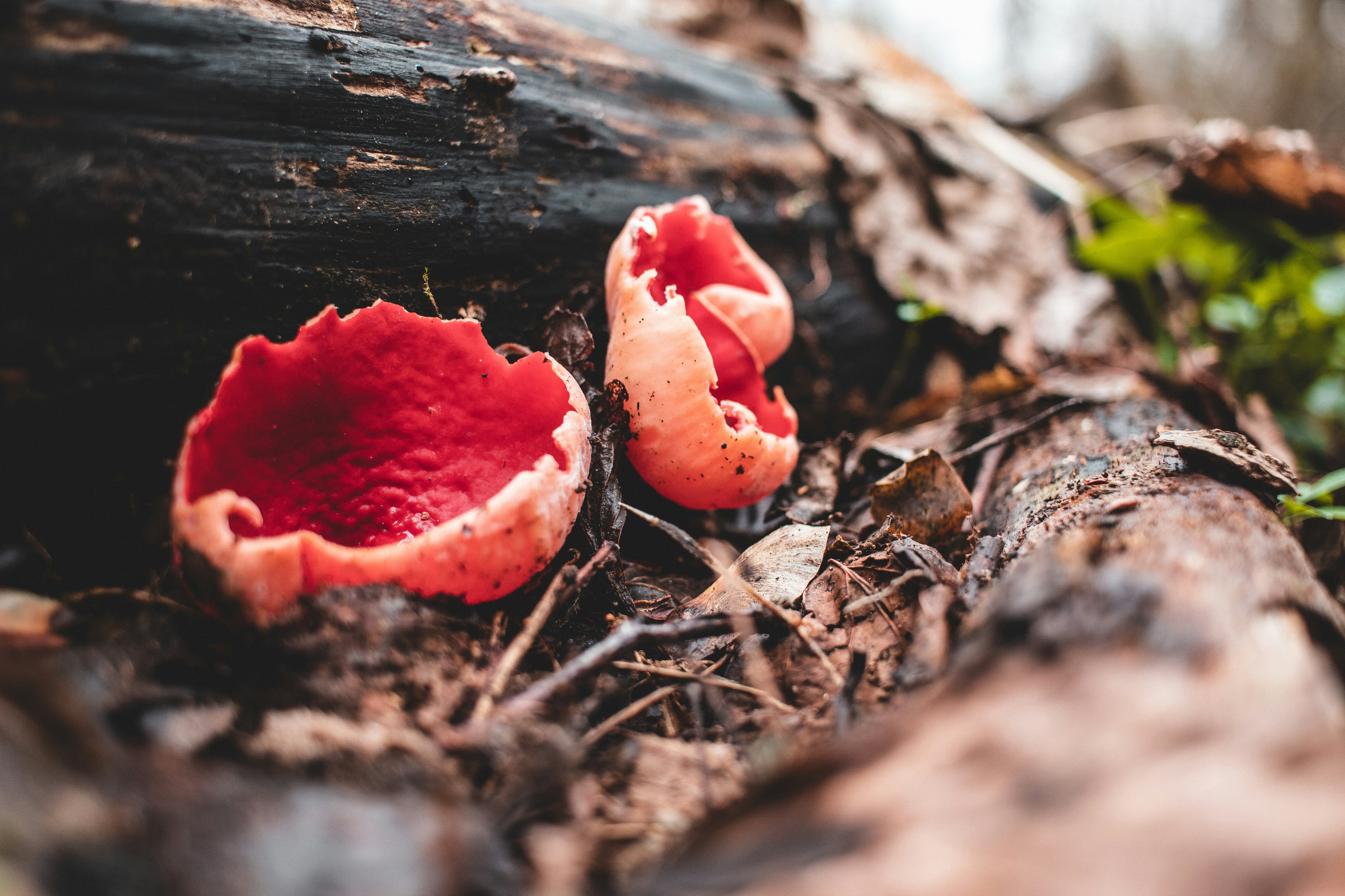 Scarlet Cups Nestle Amid Dewy Forest Floor