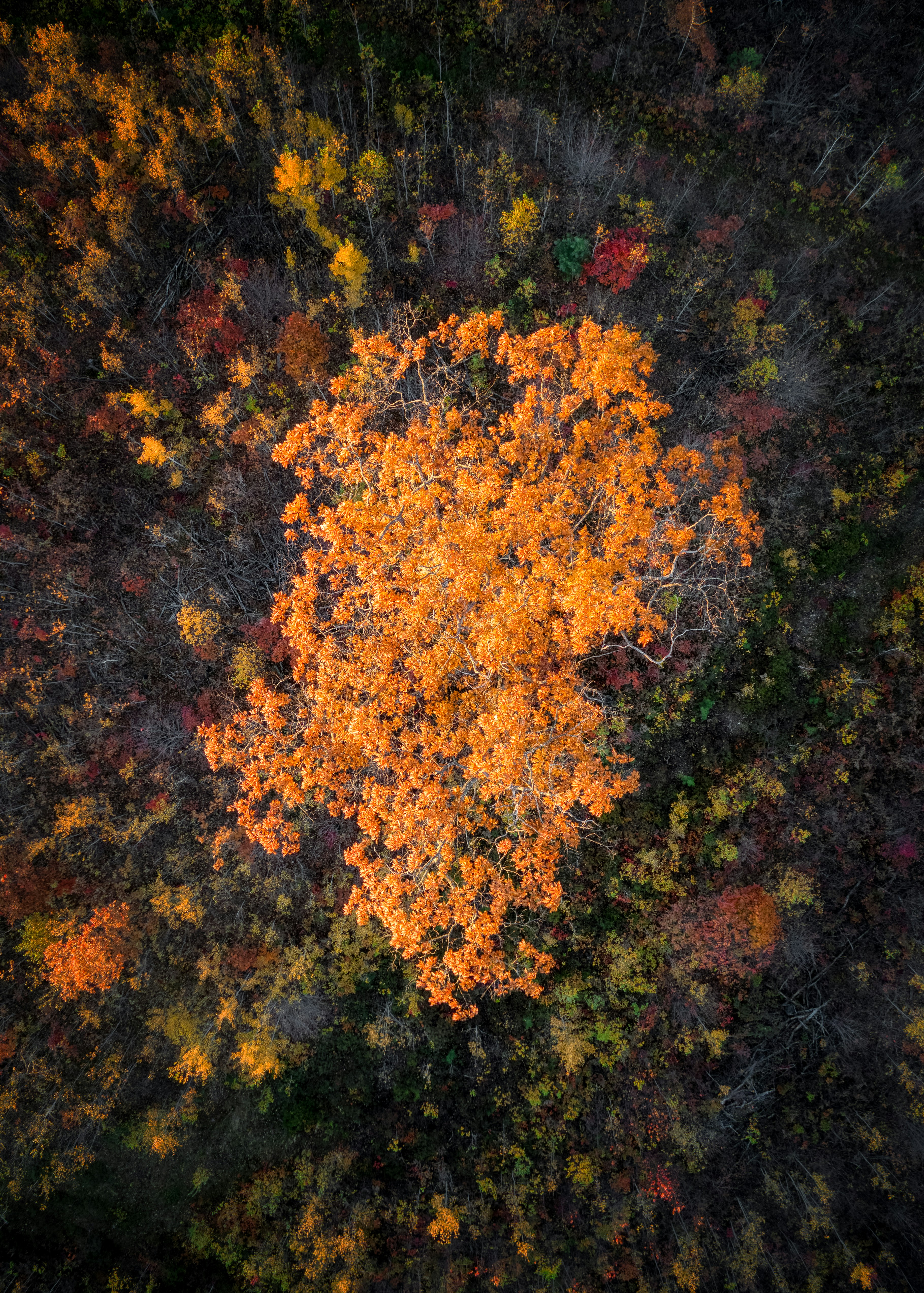 Autumn Crown: Central Orange Canopy Rising Above a Quiet Forest