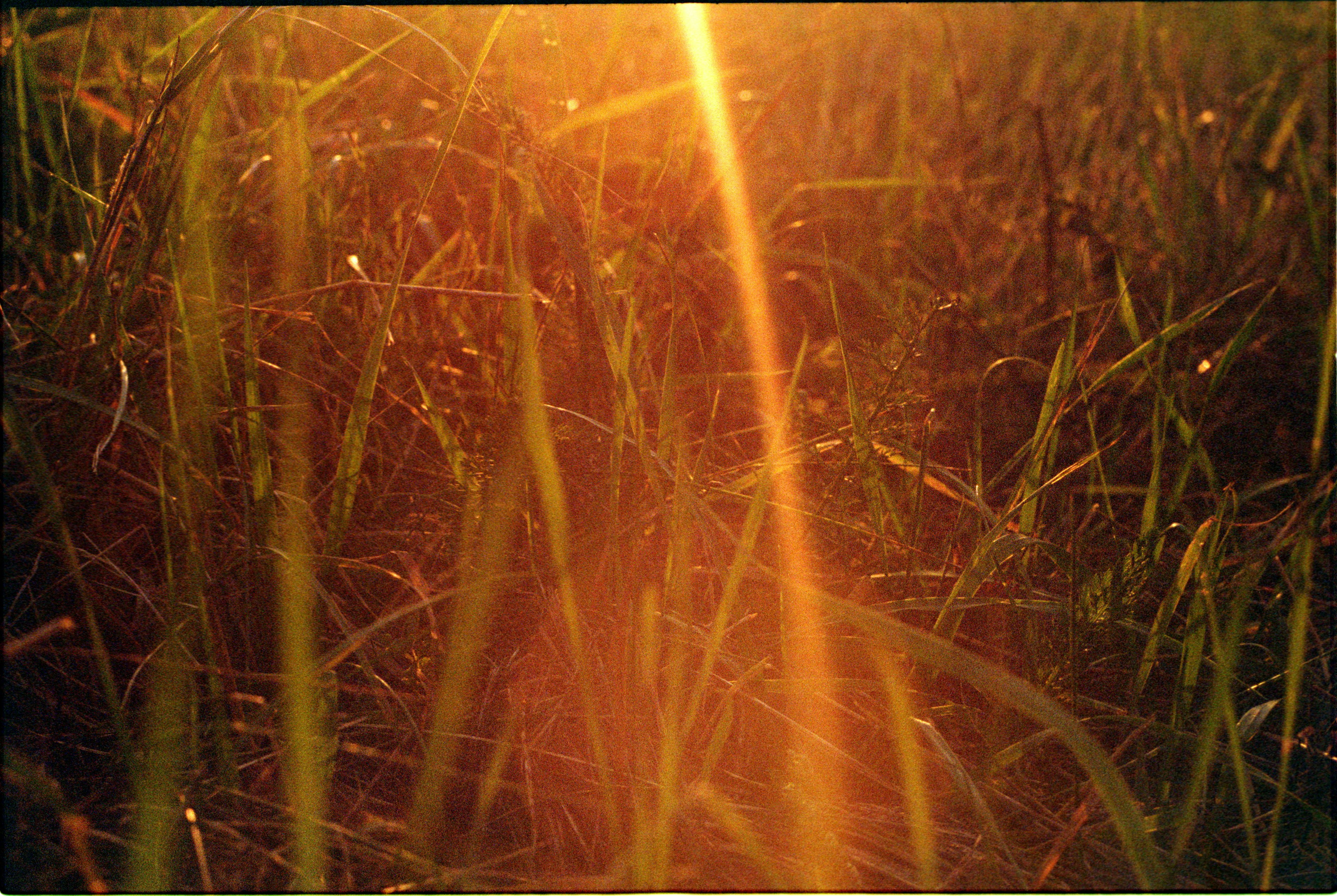 green grass field during sunset