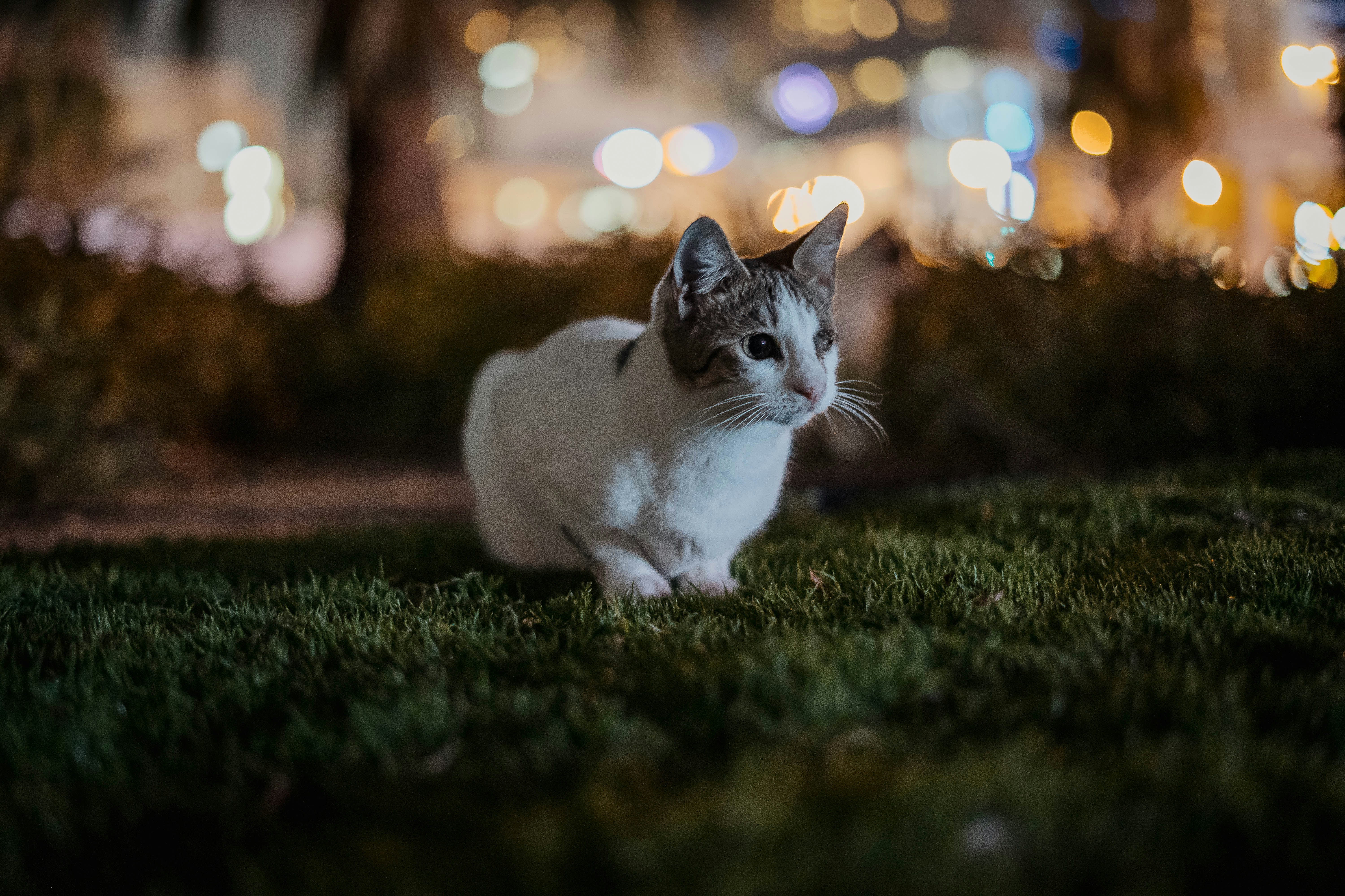 A white cat with dark markings sits alert on grass at night, city lights softly blurred in the background.