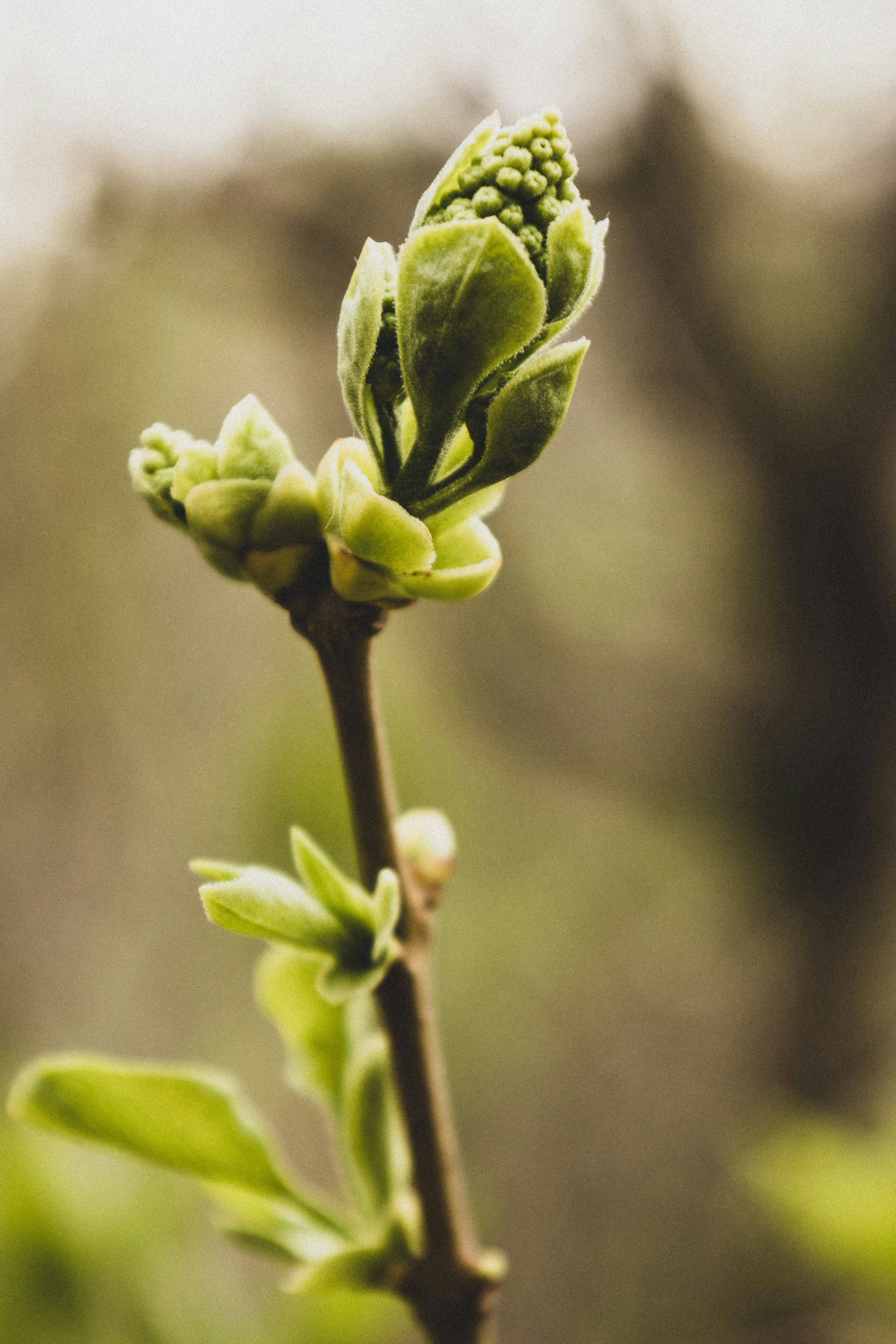 Green flower bud in close up photography photo – Free Blossom Image on ...