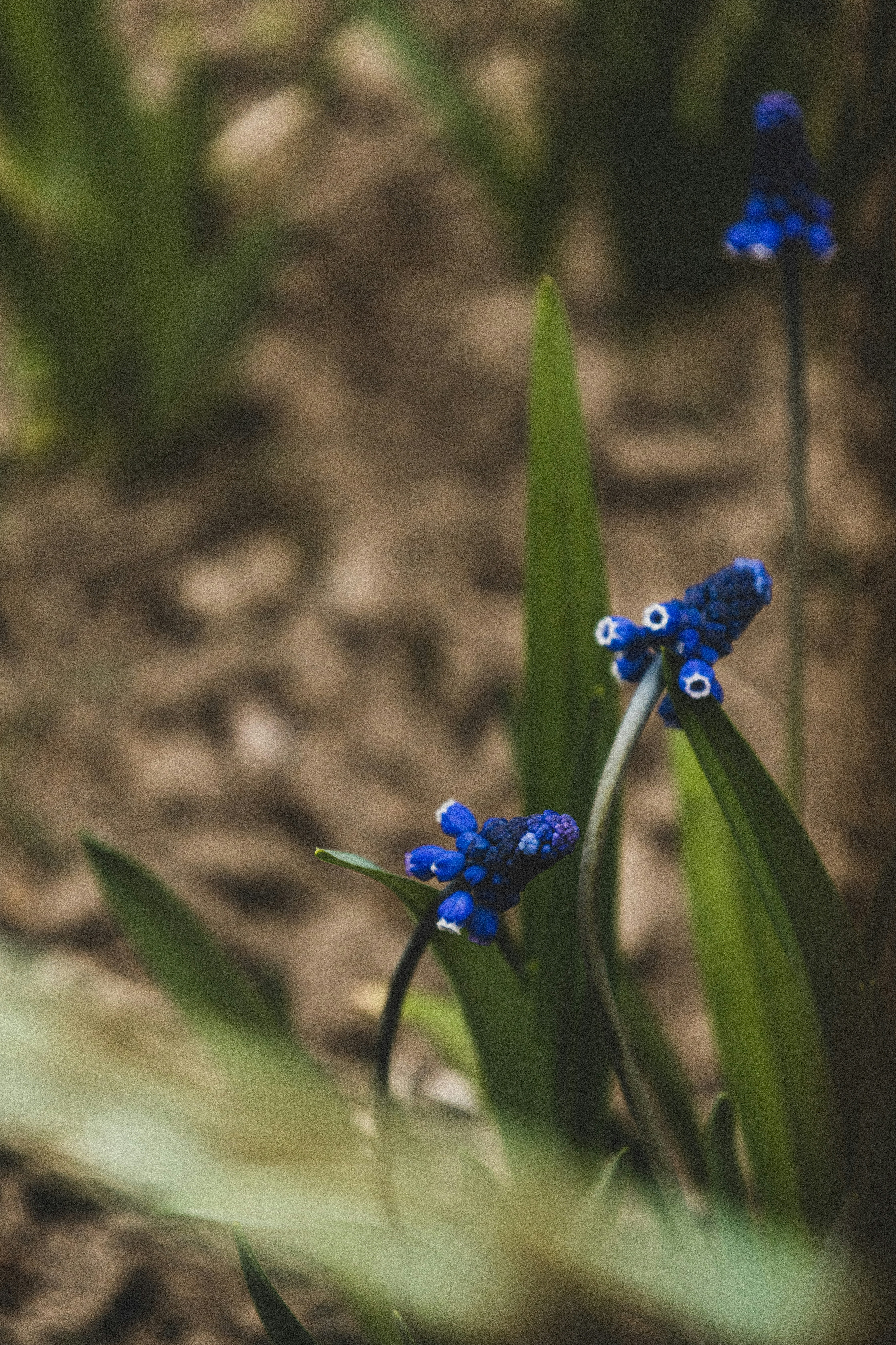 Delicate blue flowers rise amidst green foliage, showcasing the beauty of nature's renewal. The soft background enhances their vibrant color.