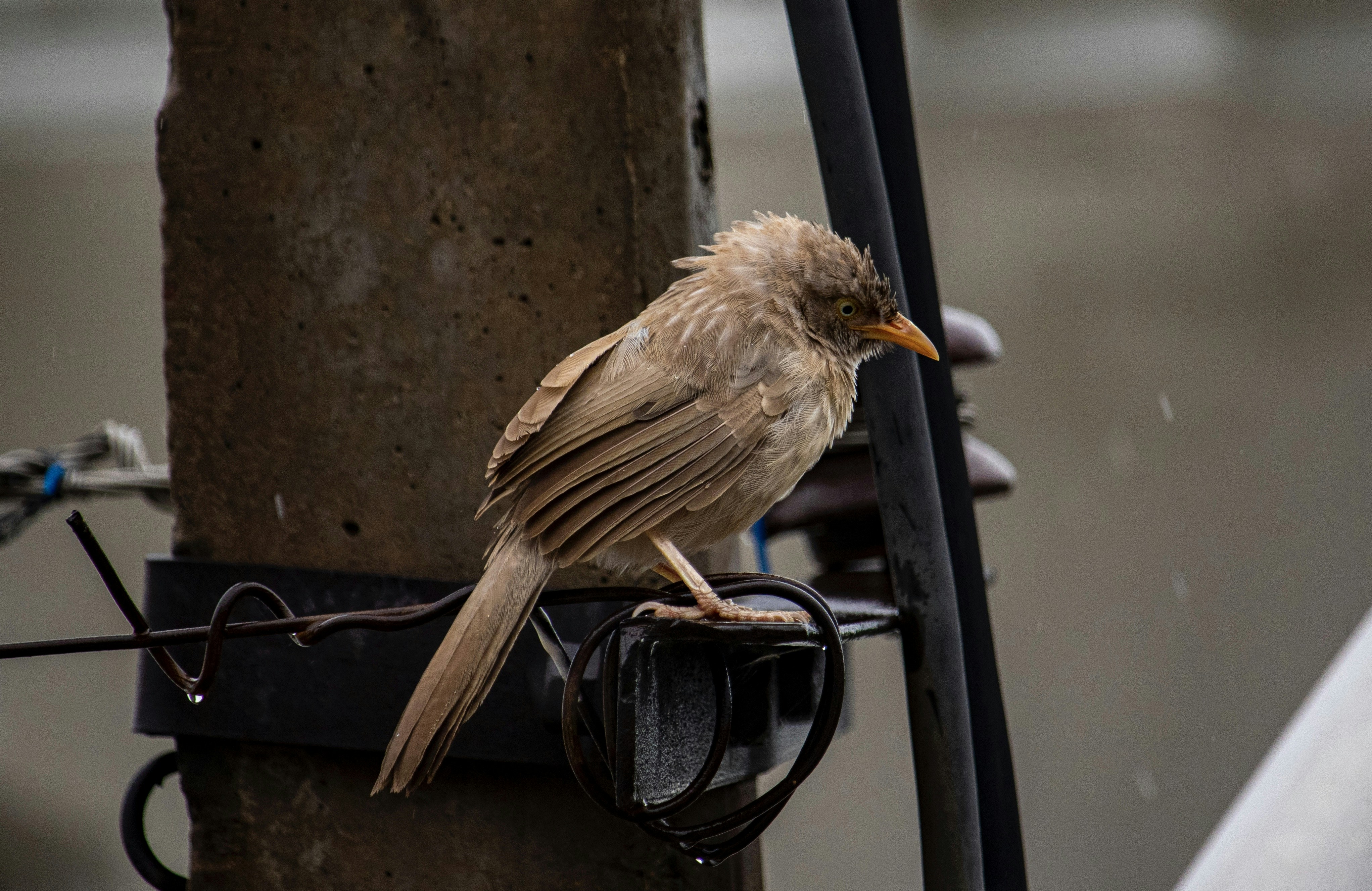 Rain-Kissed Warbler on a Weathered Post