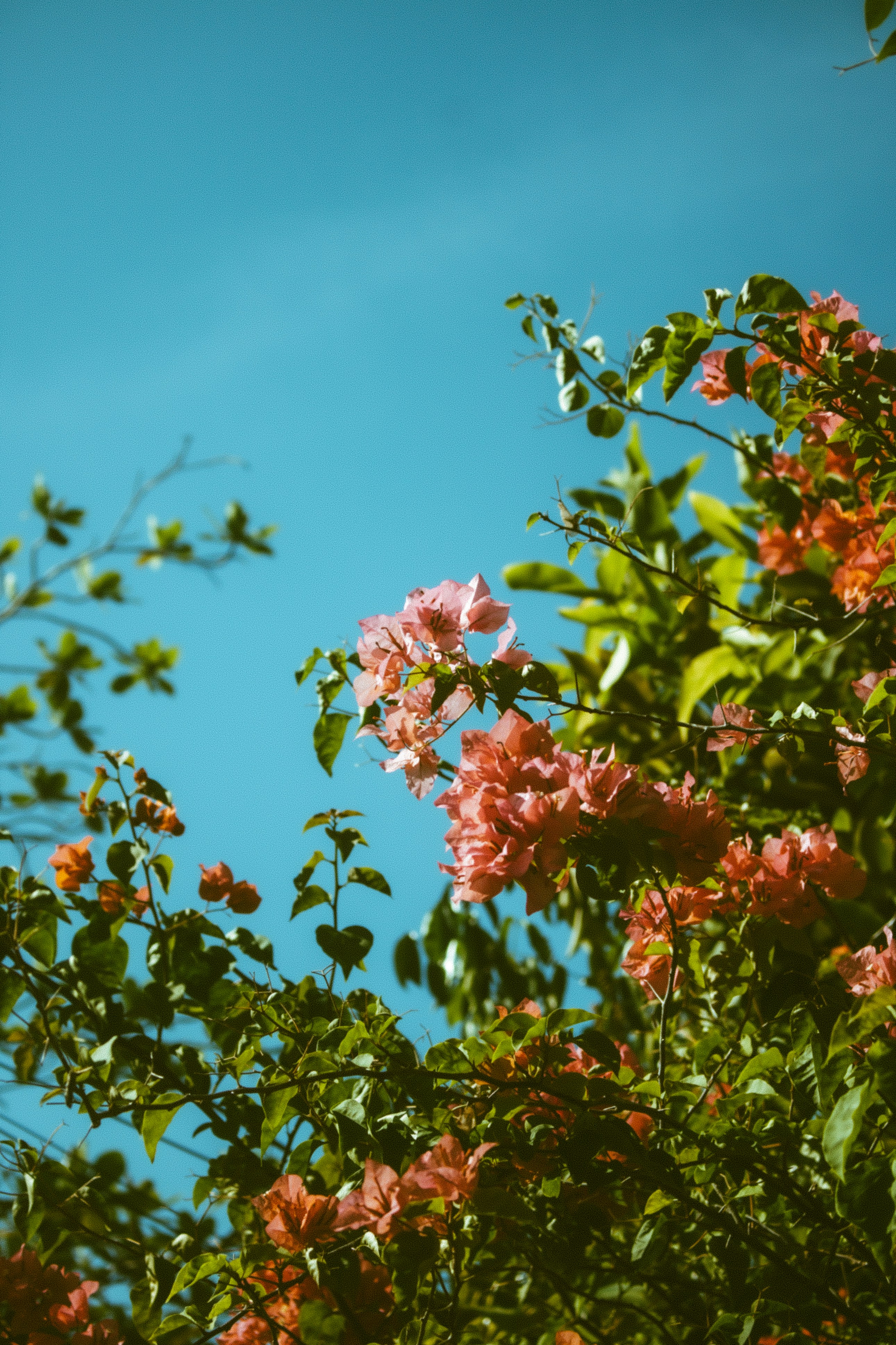 Vibrant bougainvillea flowers flourish against a bright blue sky, showcasing nature's colorful palette.
