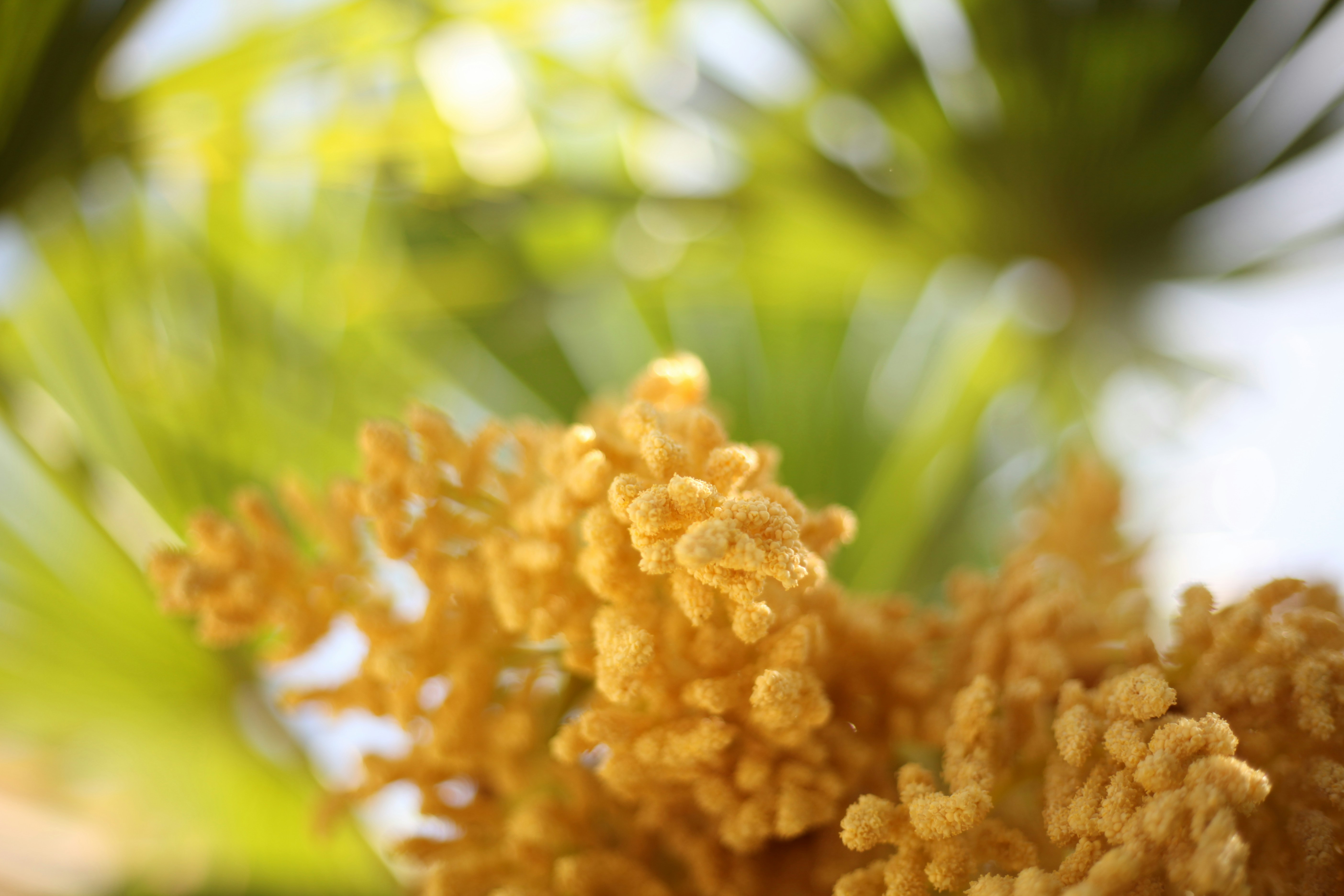 Golden Floral Burst in Warm Sunlight
