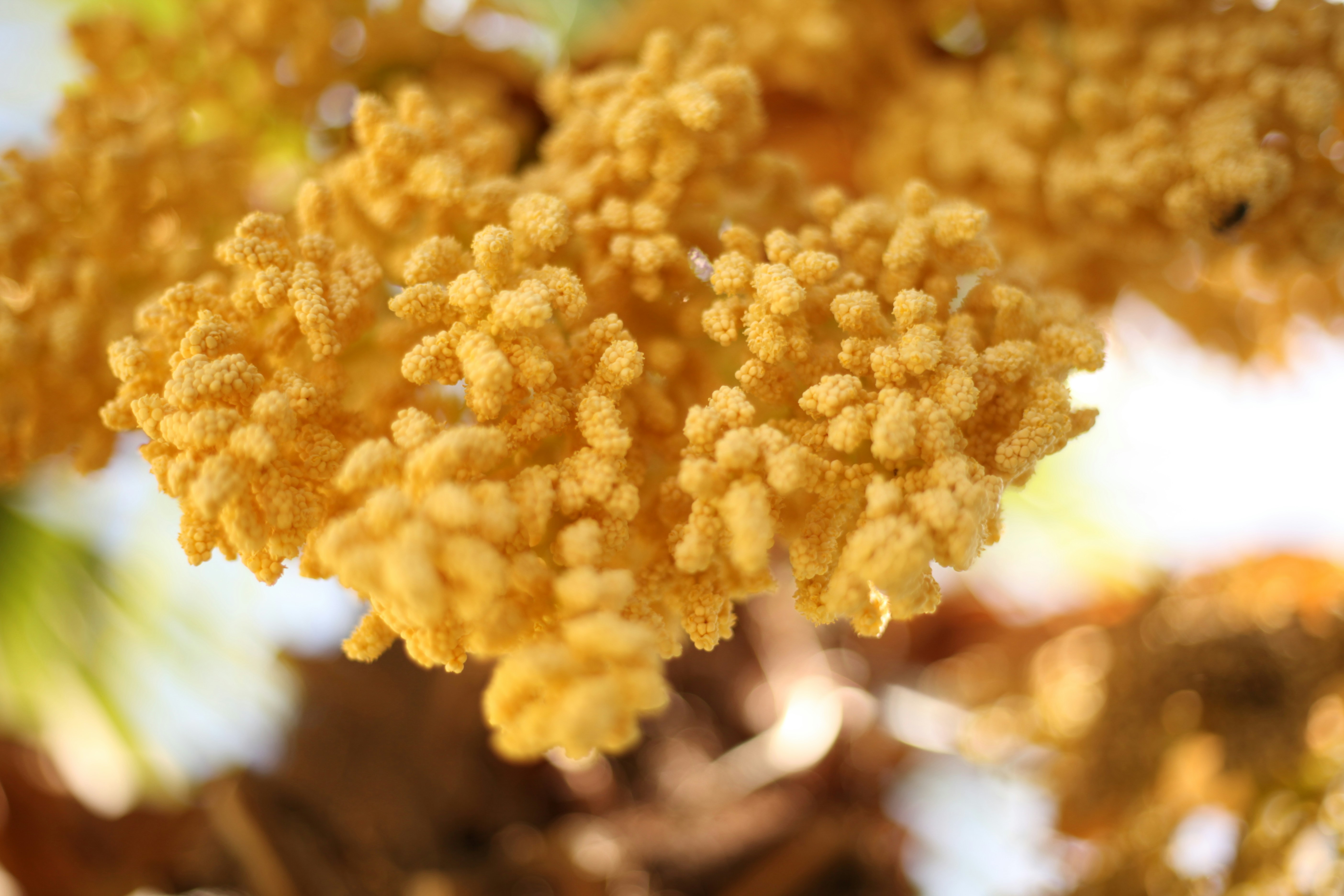 yellow flower in tilt shift lens