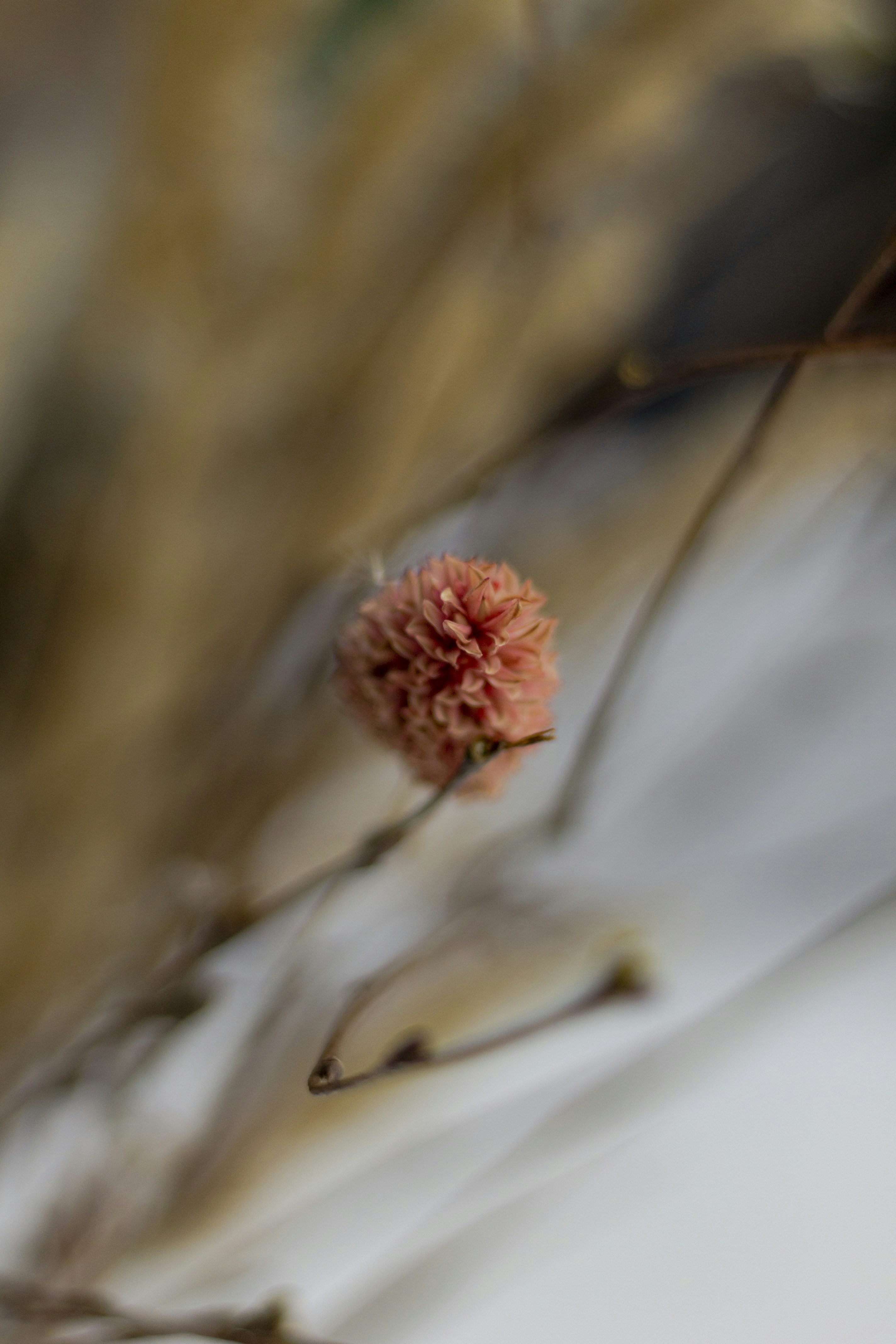 A Coral Bud Emerges from a Field of Soft Blur