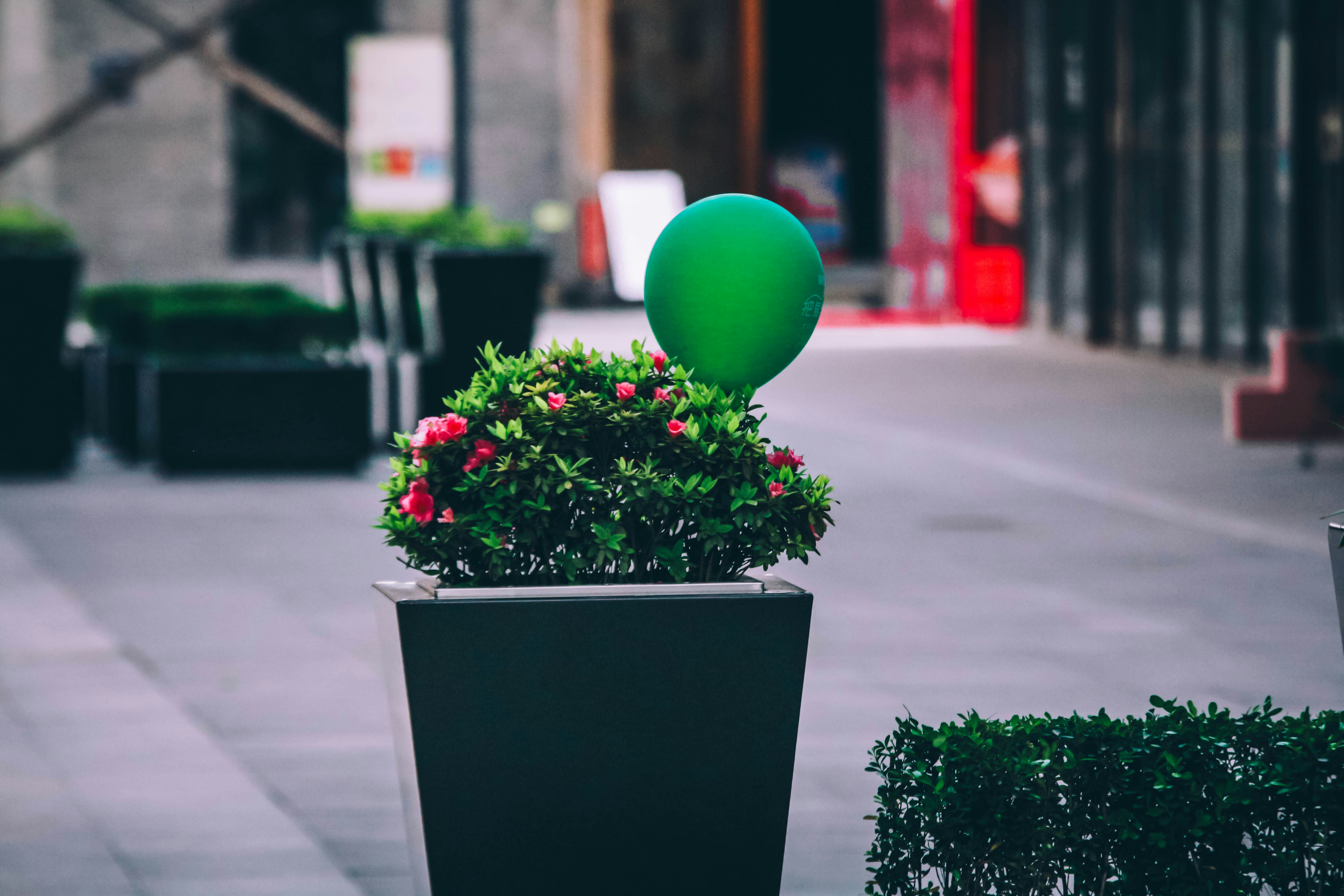Green Balloon Over a Floral Parterre in an Urban Plaza