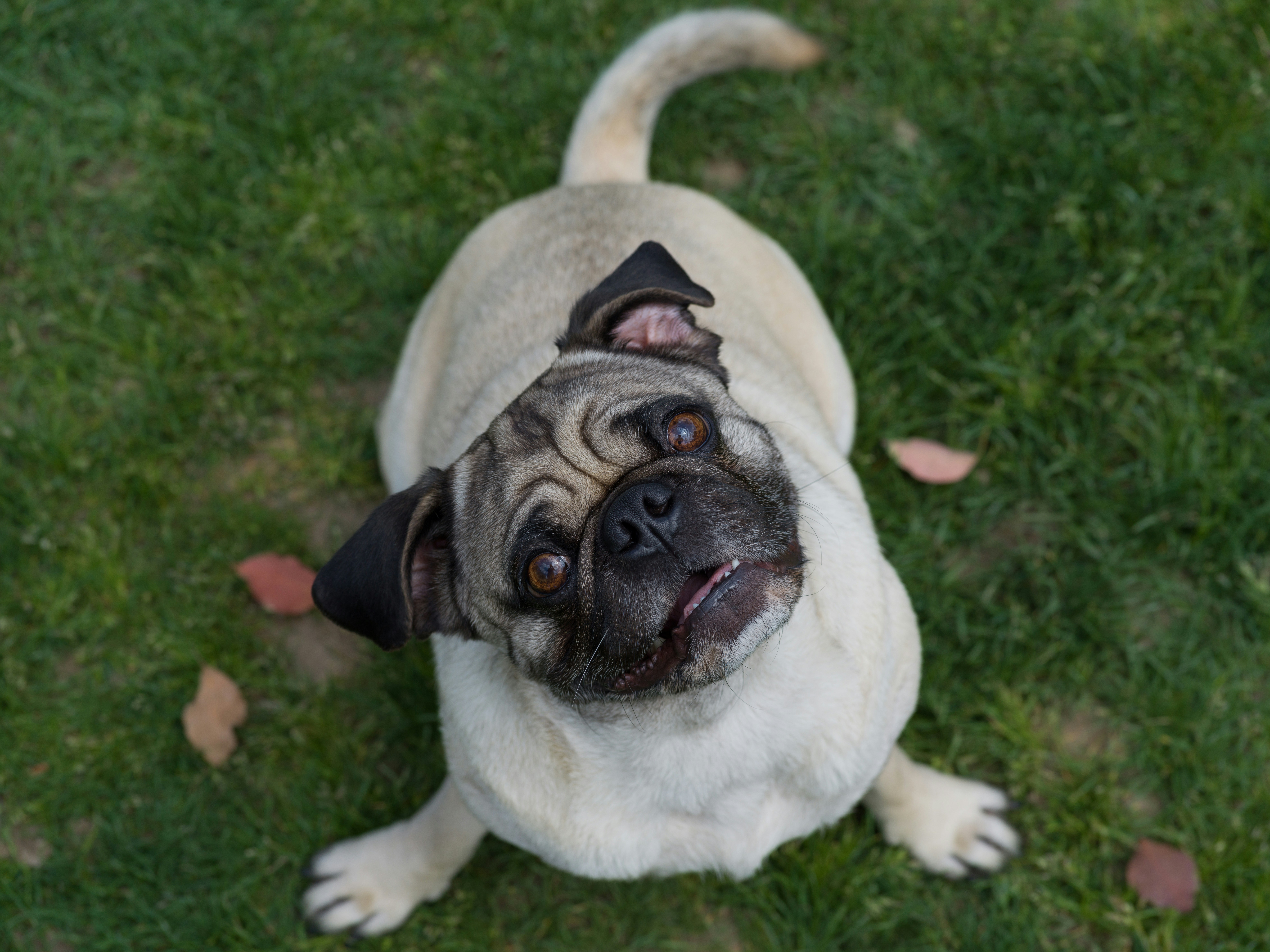 A playful pug looking up with an inquisitive expression, surrounded by green grass and scattered leaves.