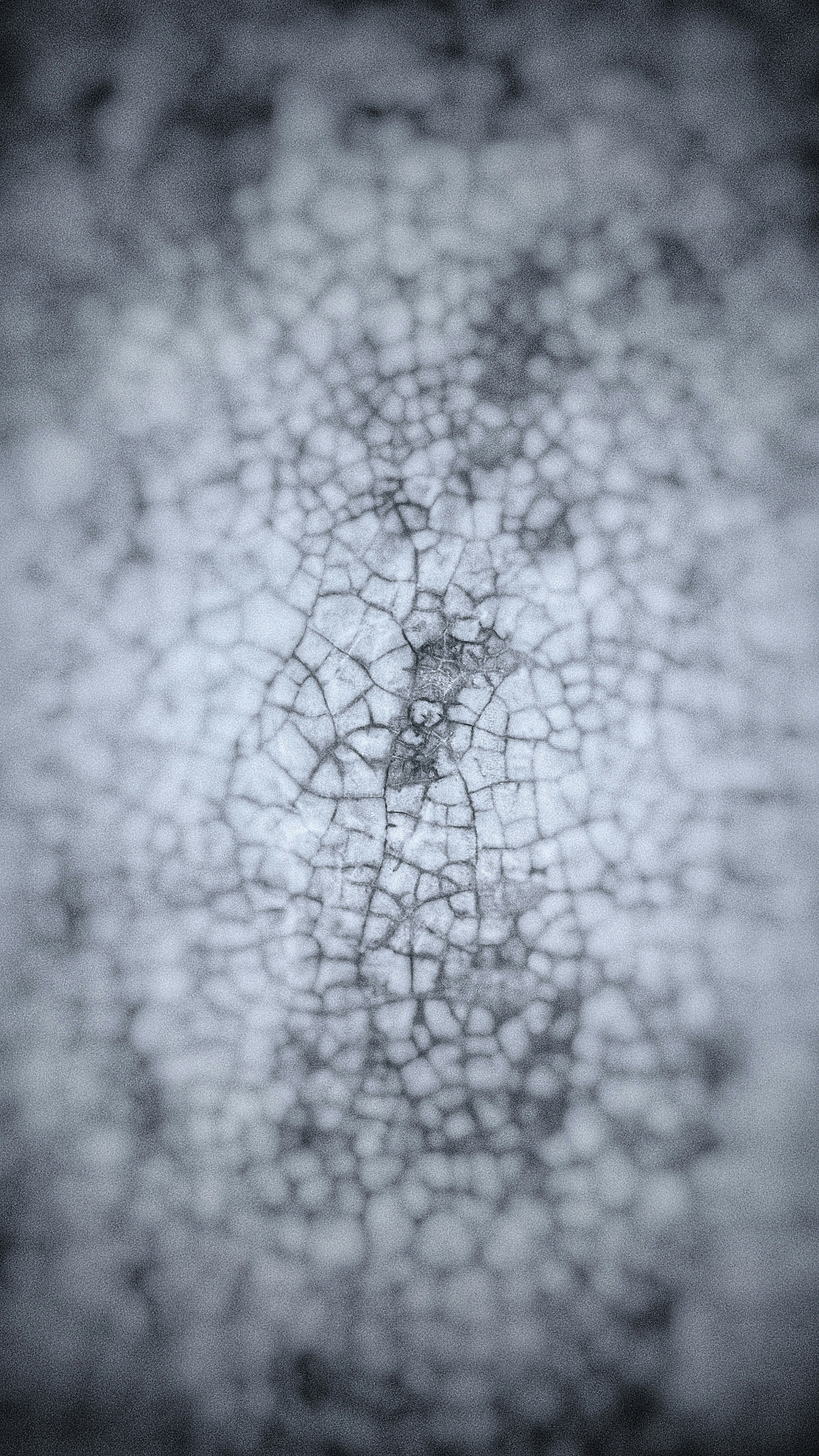 black and white spider on white textile