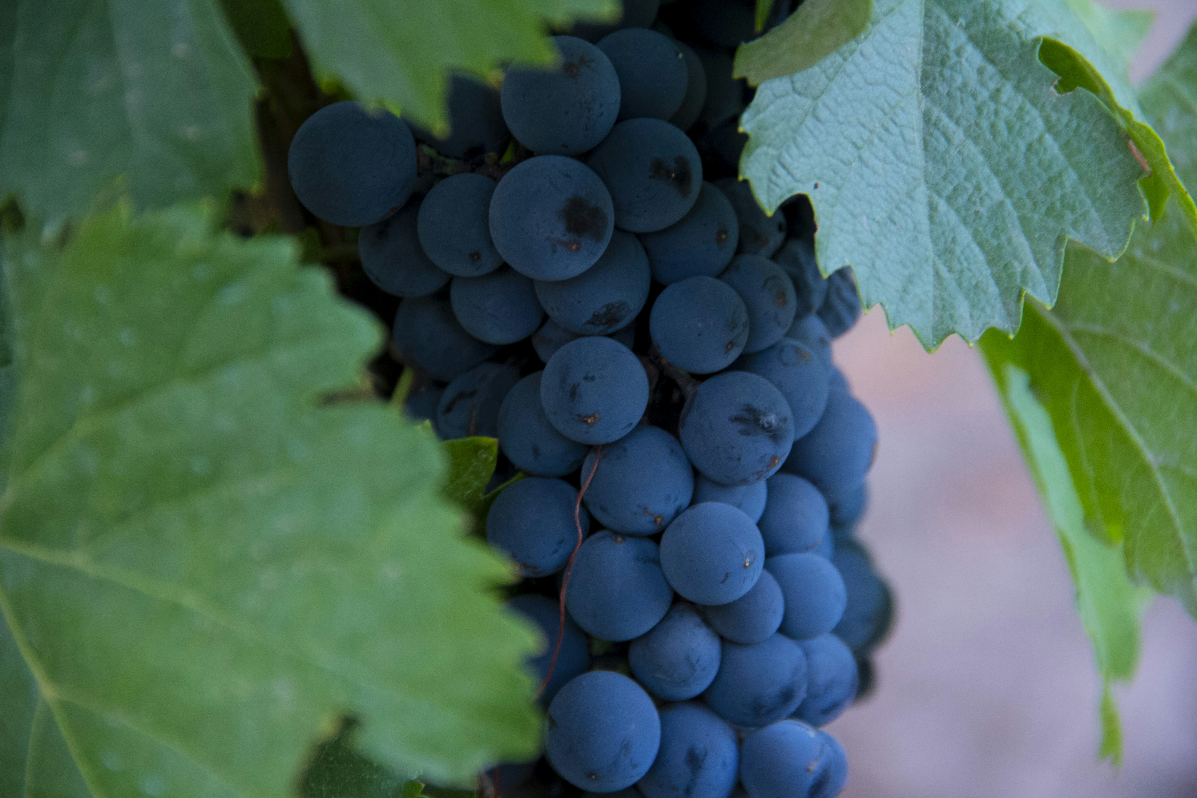 Cluster of dark grapes nestled among vibrant green leaves.