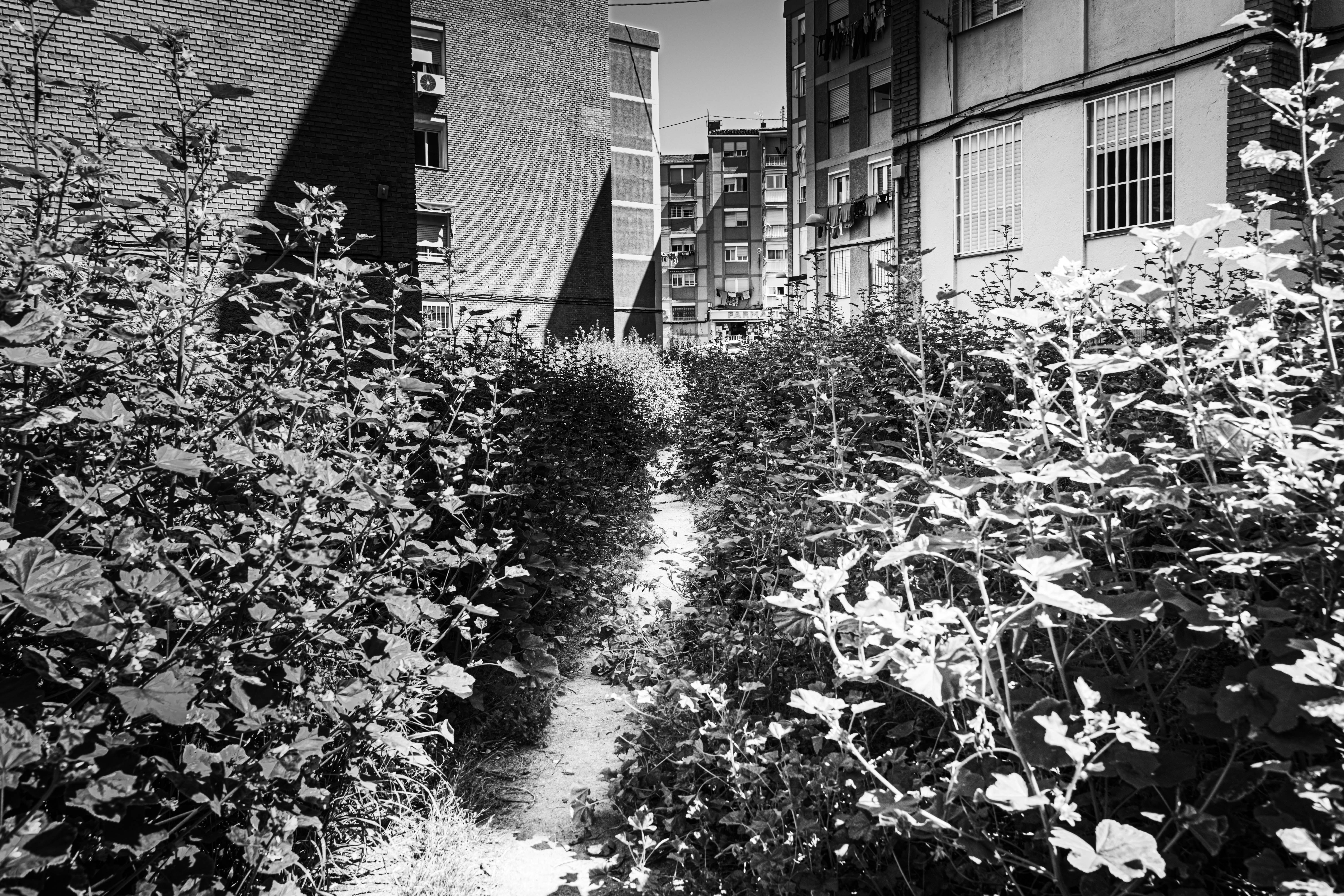 Urban Greenway Amid Apartment Blocks